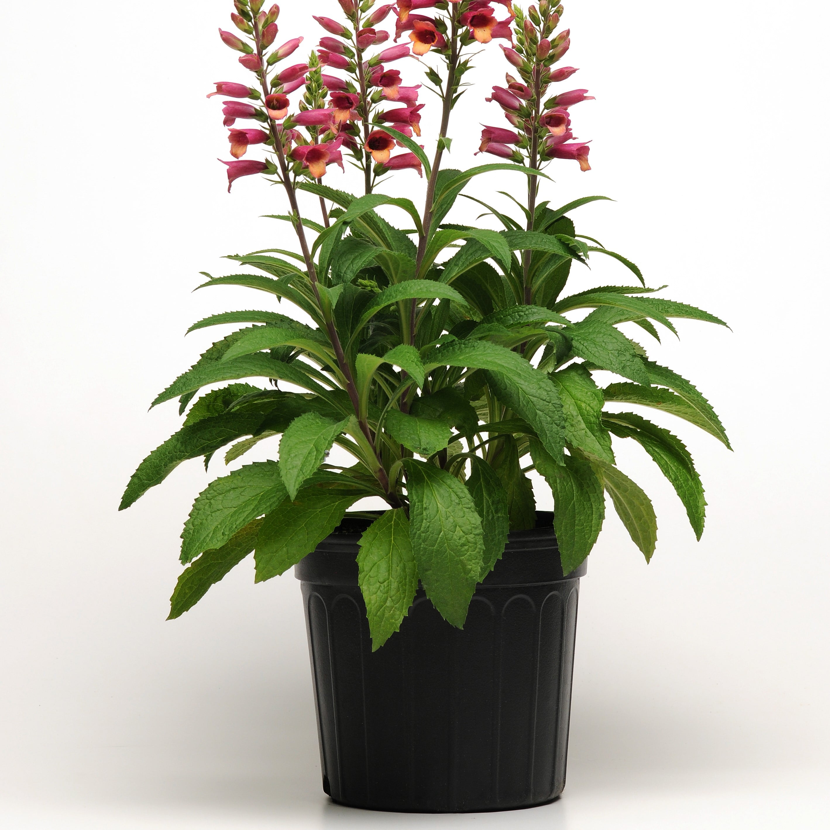 Expert Gardener 2.5QT Multicolor Digitalis Foxglove Perennial (1 Count ...