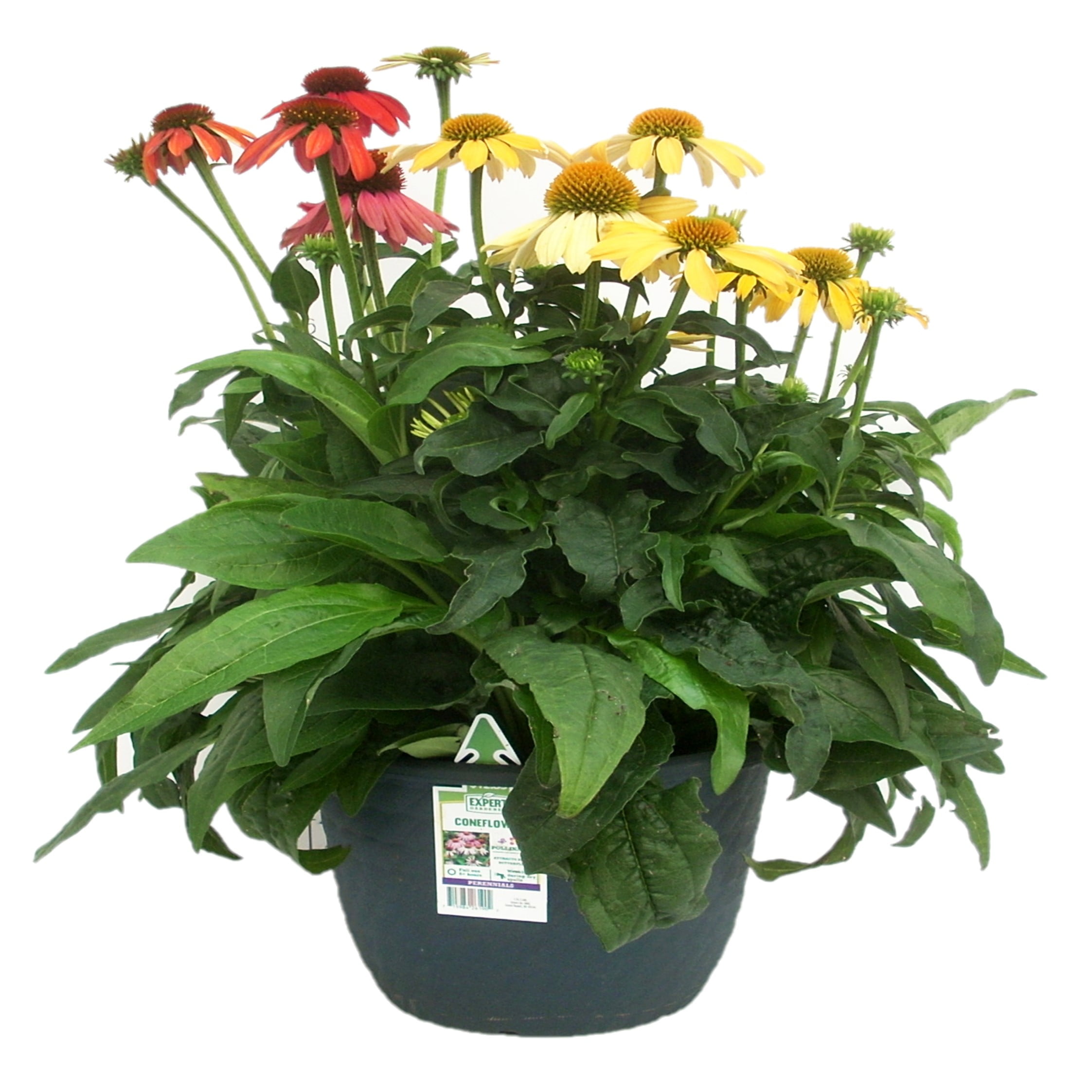 Expert Gardener 2.5QT Multicolor Echinacea Cheyenne Spirit, Live Plants ...