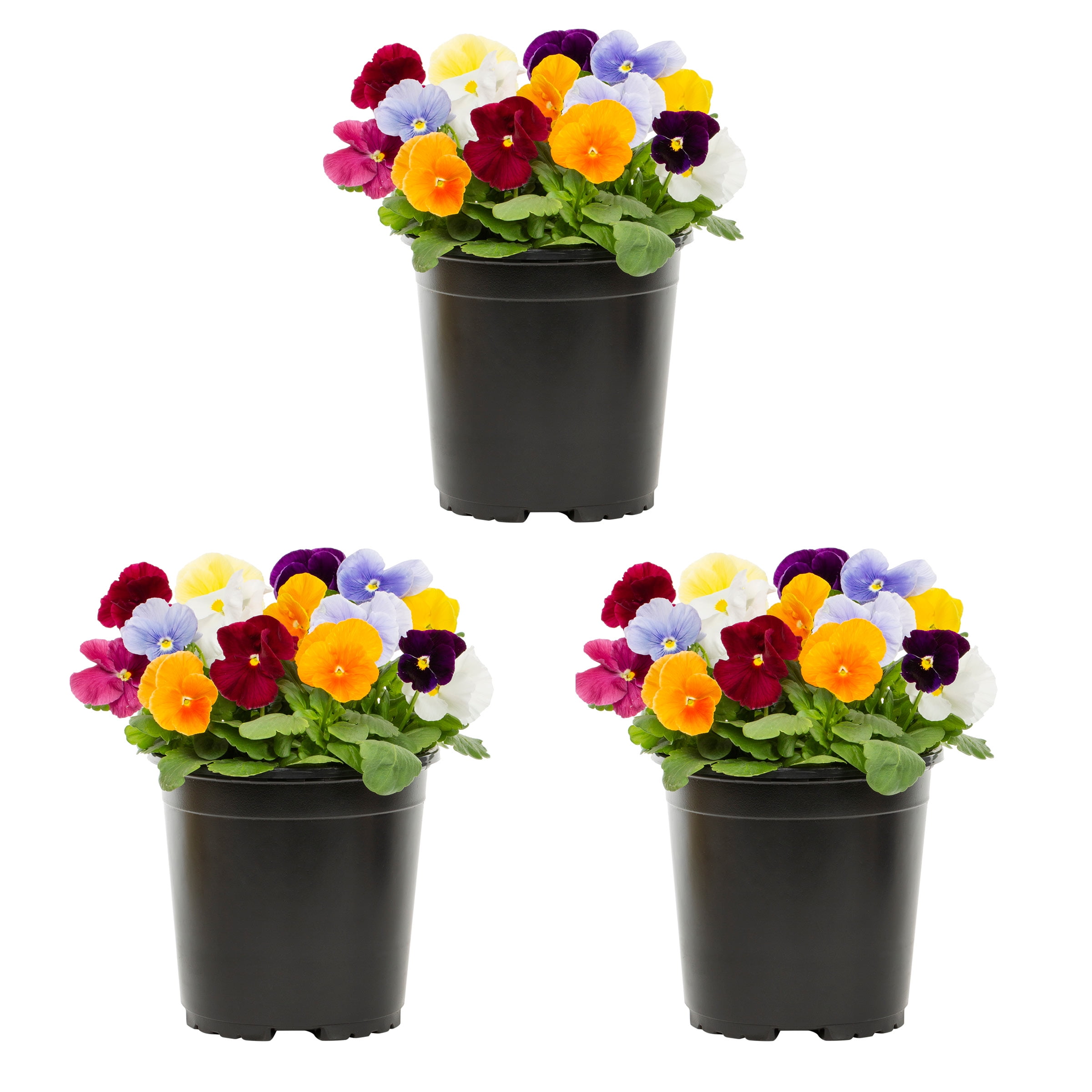 Expert Gardener 2.5QT Multicolor Pansy Live Annual Plant Sun 3-Pack ...