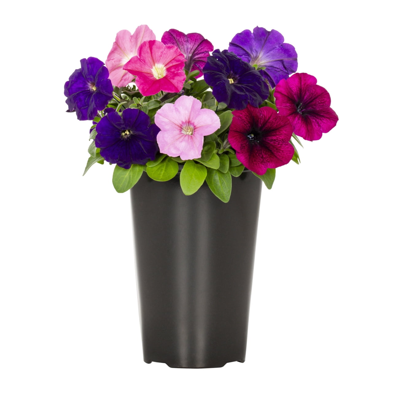 Expert Gardener 2QT Multicolor Petunia Live Annual Plant Sun - Walmart.com