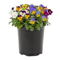 Expert Gardener 2.5QT Multicolor Viola Live Plant Grower Pot Sun ...