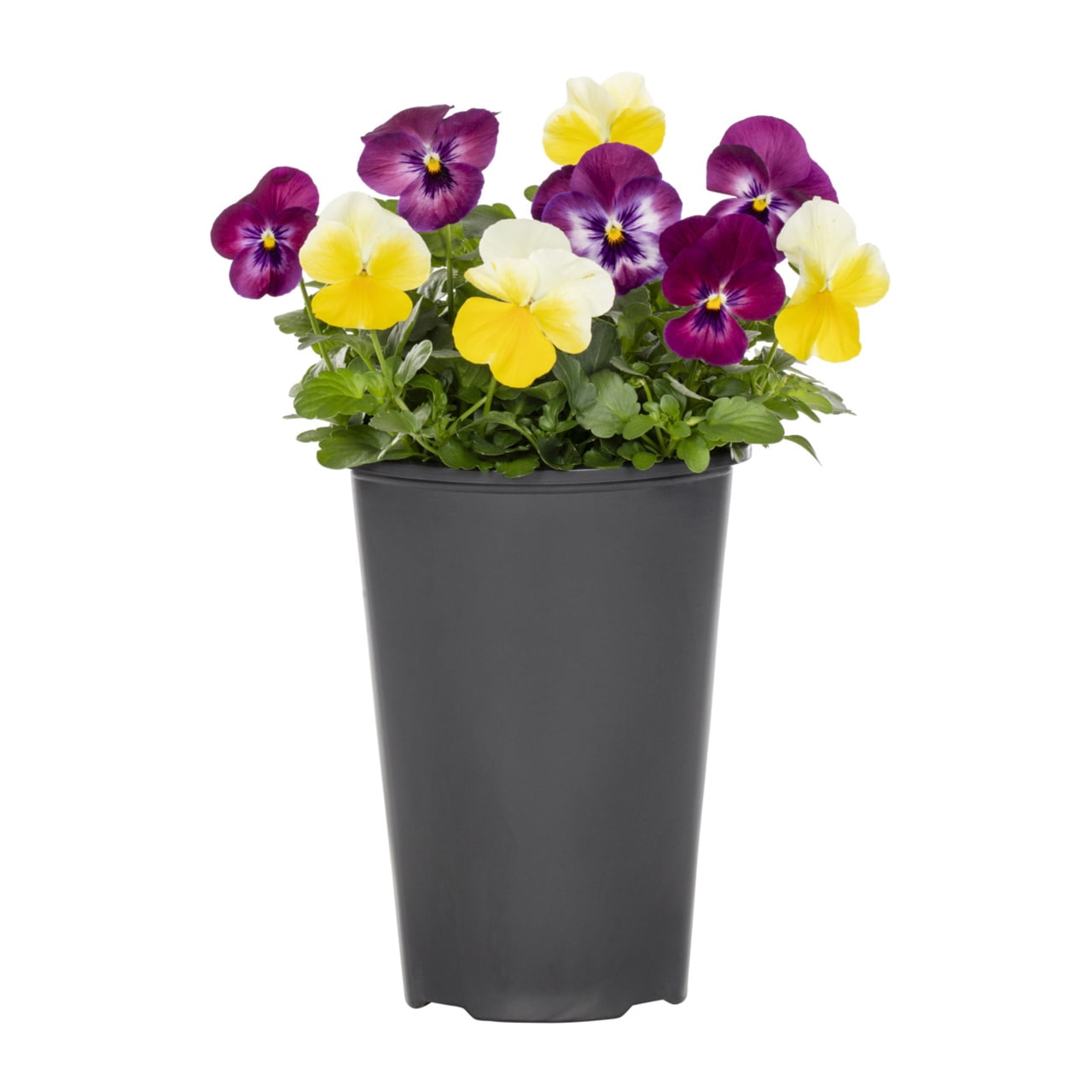 Expert Gardener 2QT Multicolor Viola Live Annual Plant Shade - Walmart.com