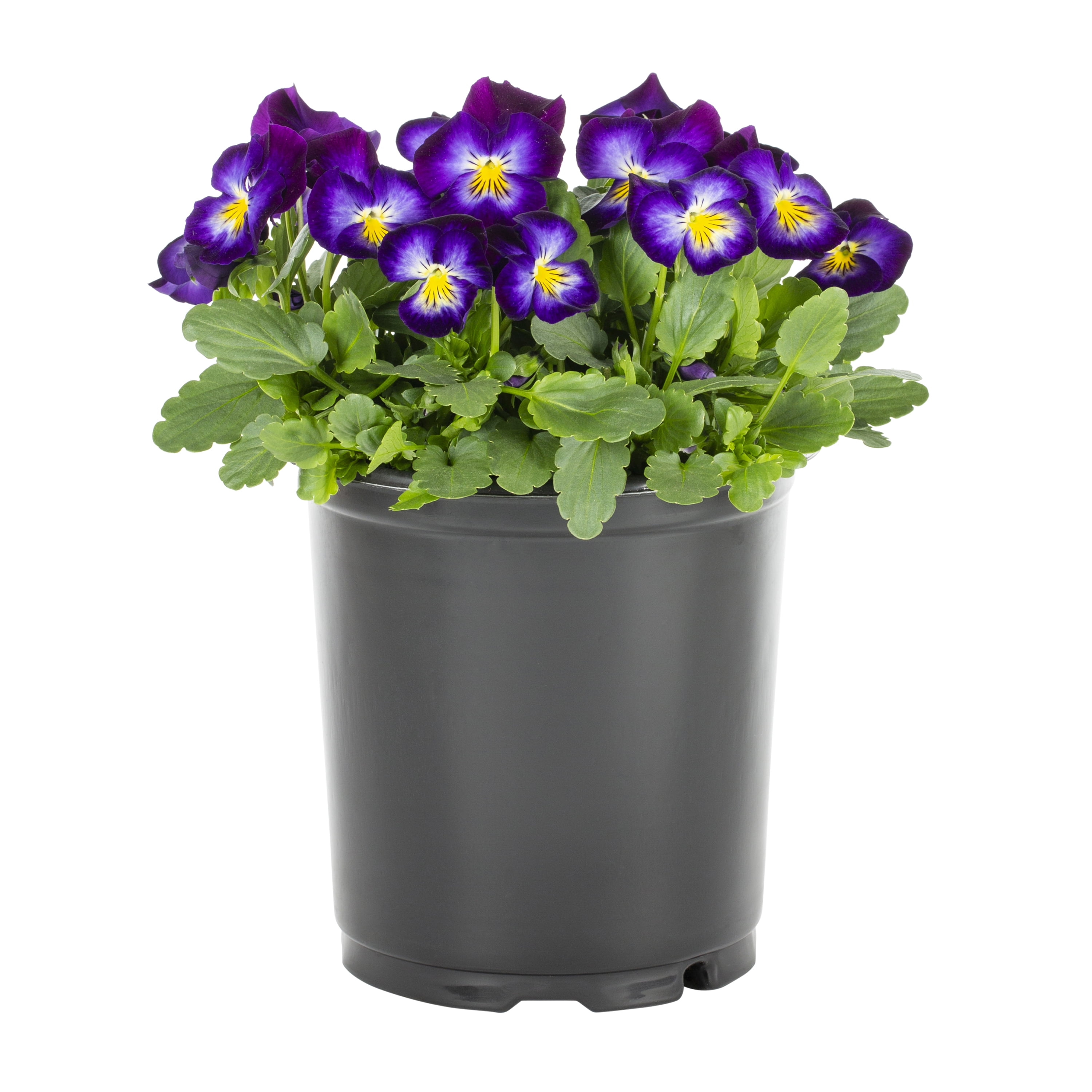 Expert Gardener 2.5QT Multicolor Viola Live Plants with Grower Pot ...