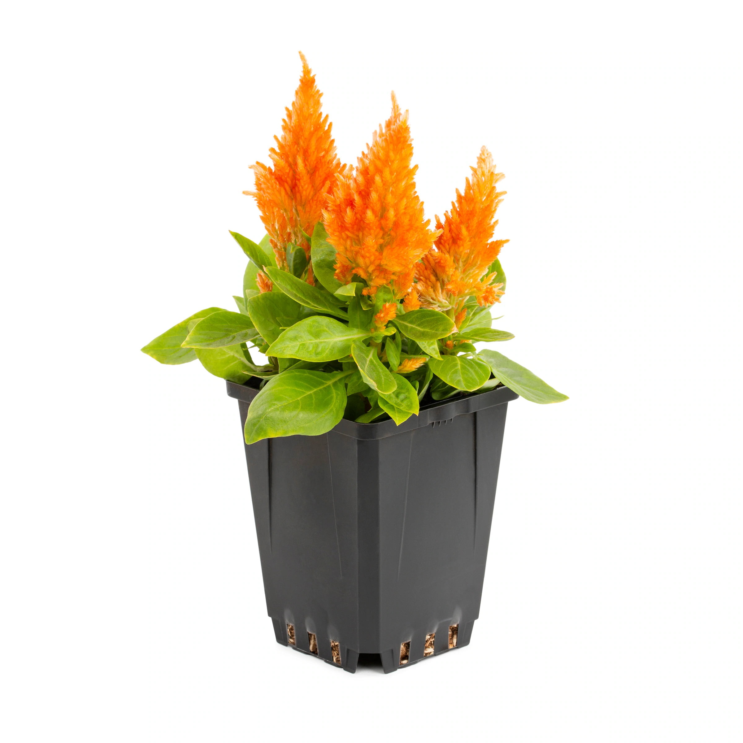 Expert Gardener 2.5QT Orange Celosia Live Plant Grower Pot Full Sun ...