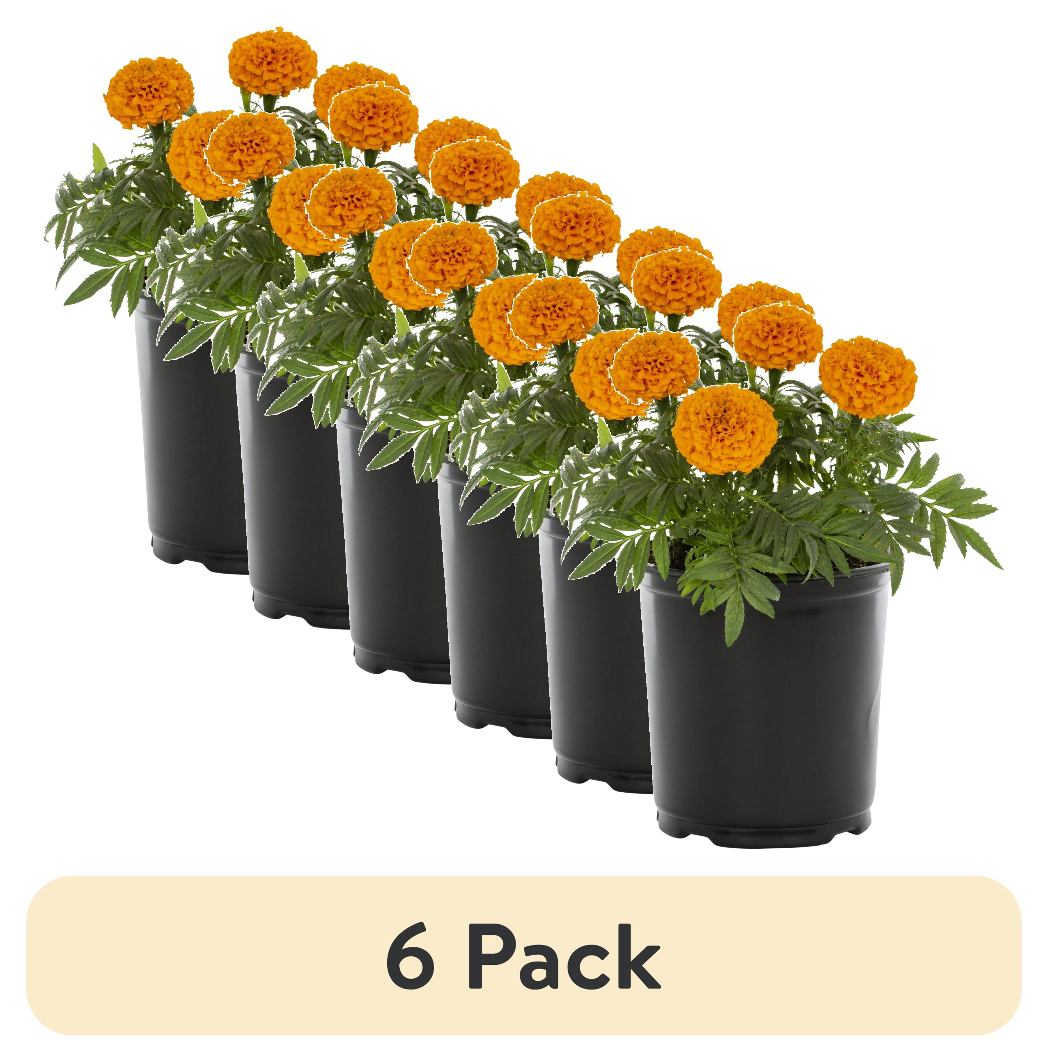 (6 pack) Expert Gardener 2.5QT Orange Marigold Live Annual Plant Sun ...