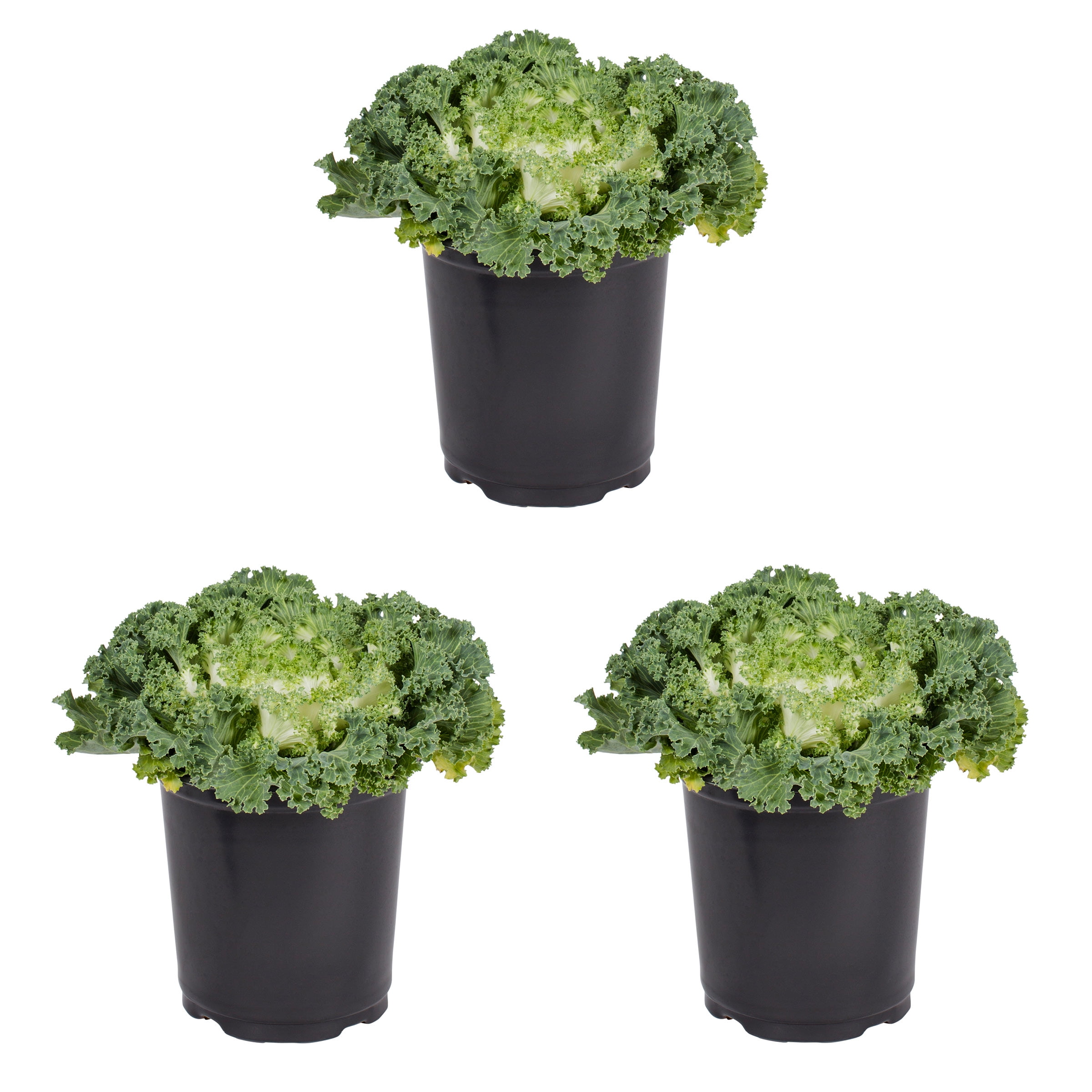 Expert Gardener 2QT White Ornamental Kale Live Annual Plant Sun 3-Pack ...