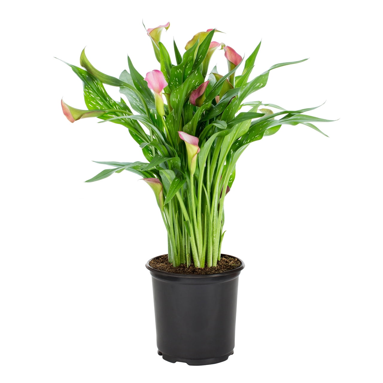 Expert Gardener 2.5QT Pink Calla Lily Live Perennial Plant Sun ...