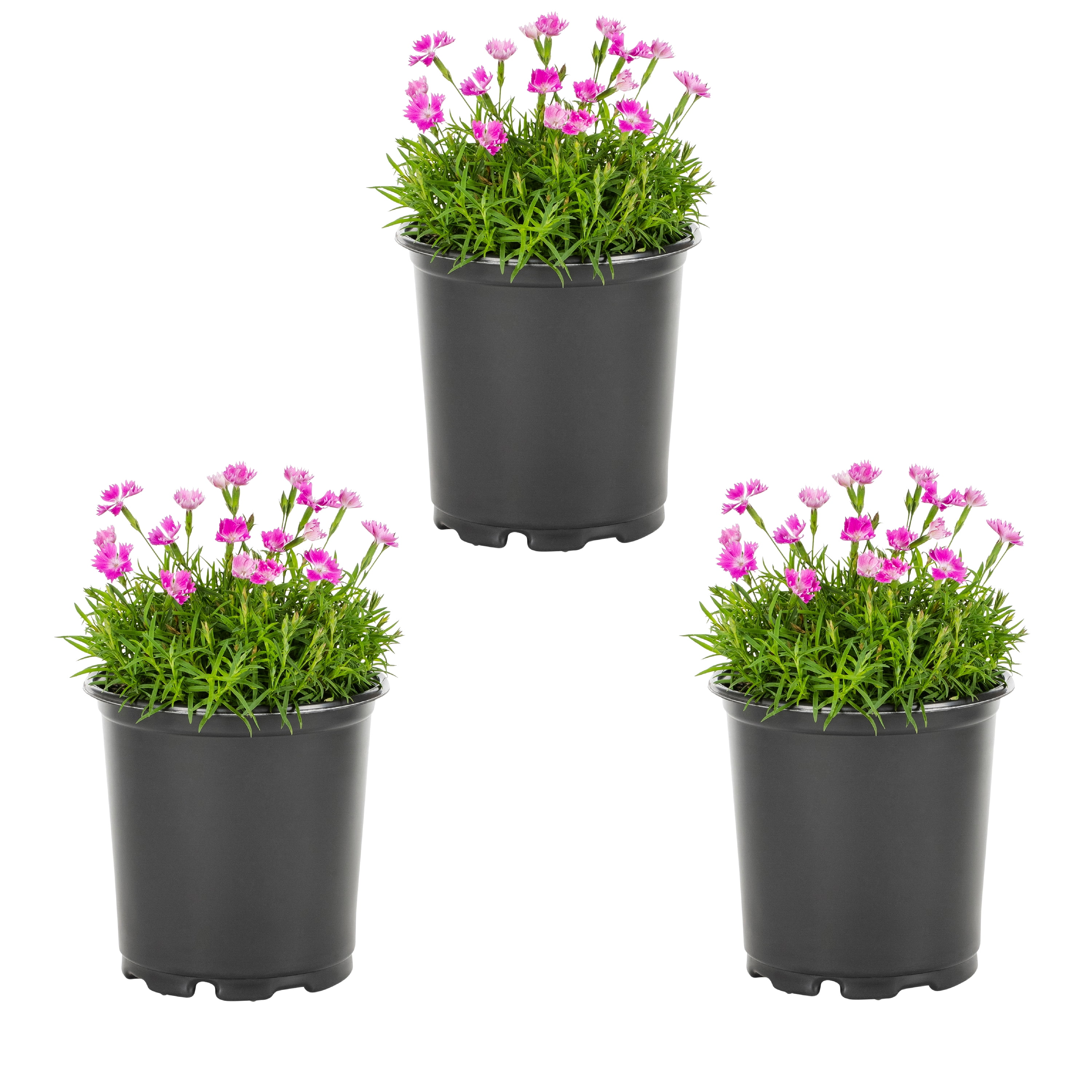 Expert Gardener 2QT Pink Dianthus Live Perennial Plant Sun 3-Pack ...