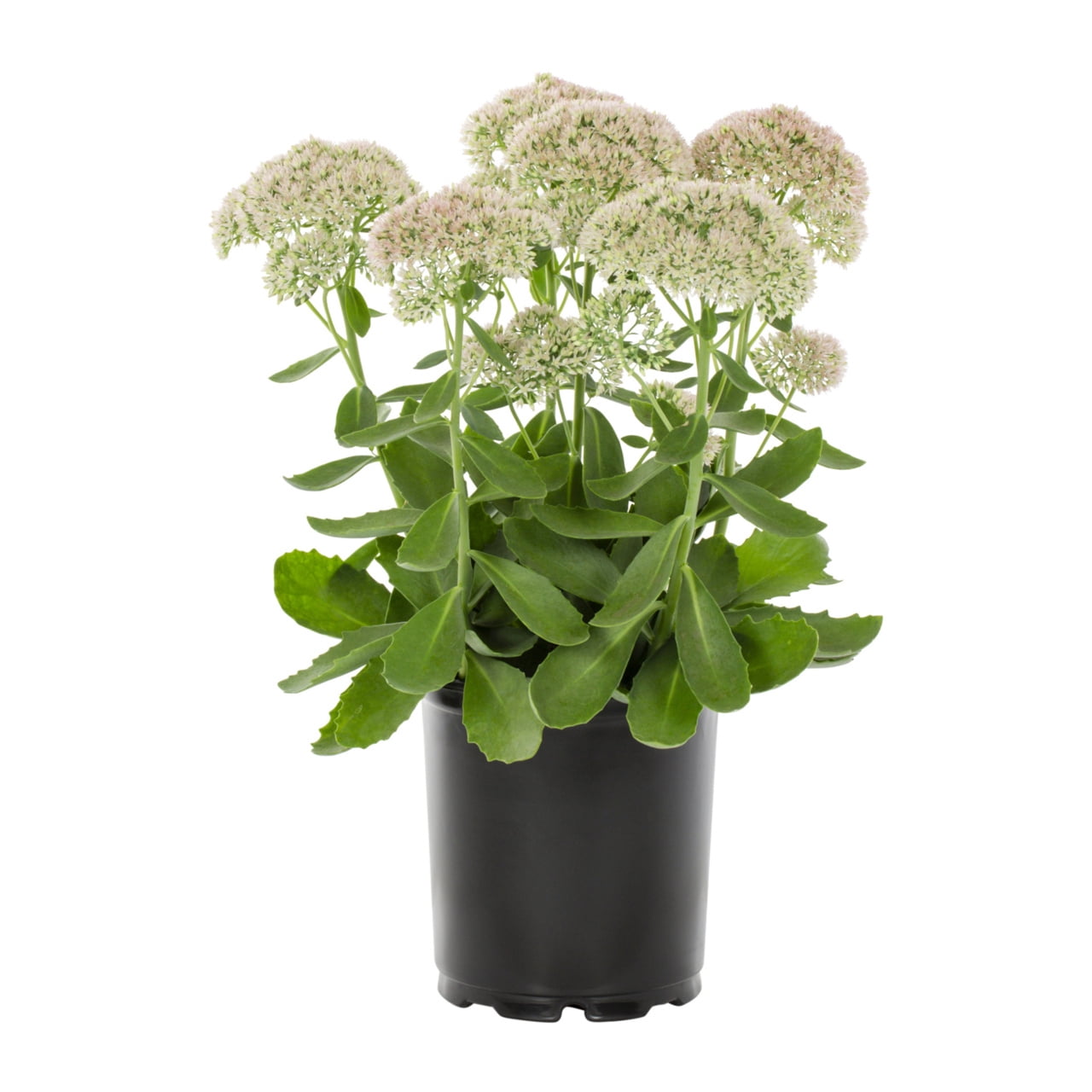 Expert Gardener 2.5QT Pink Sedum Live Perennial Plant Sun - Walmart.com