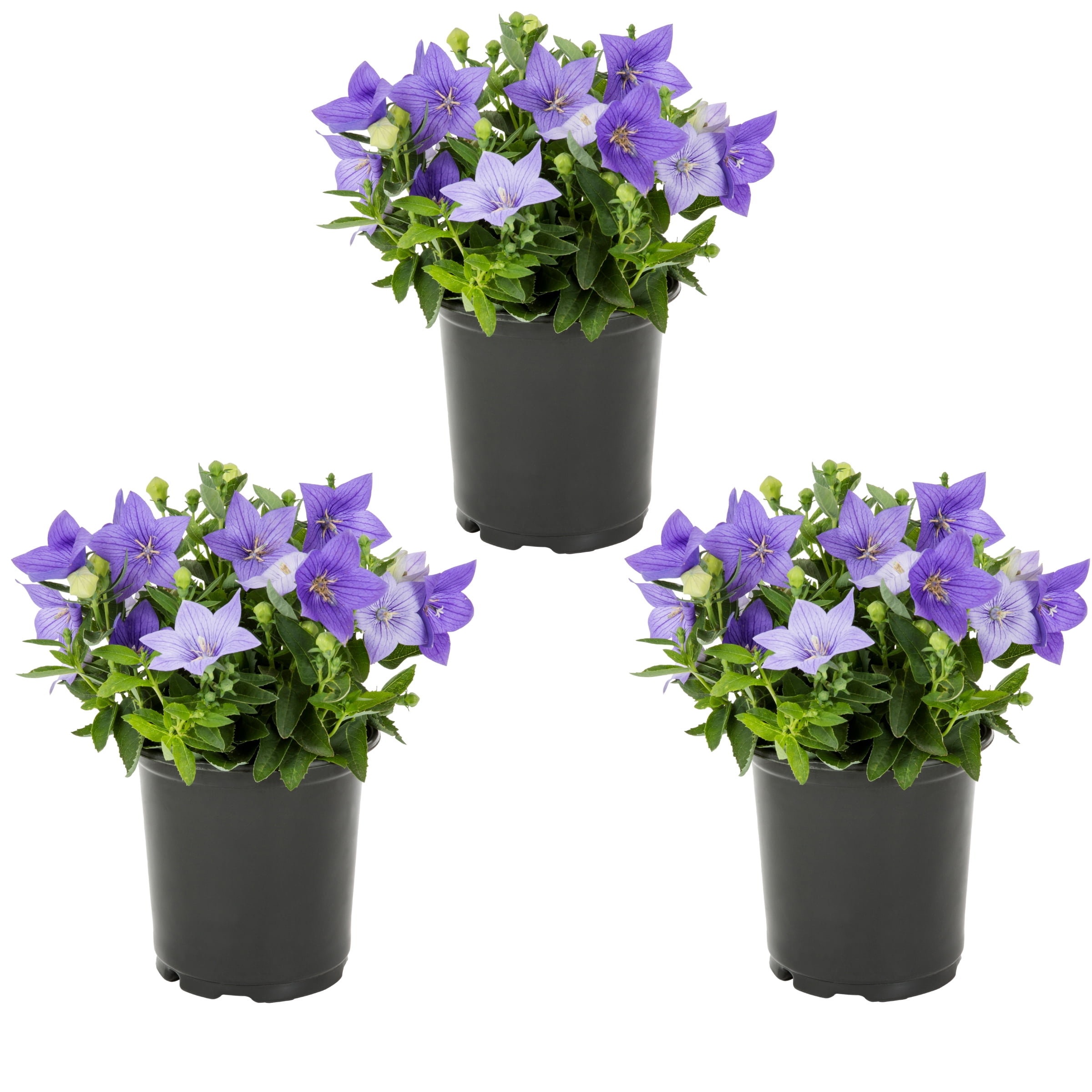 Expert Gardener 2.5QT Purple Platycodon Live Perennial Plant Sun 3-Pack ...