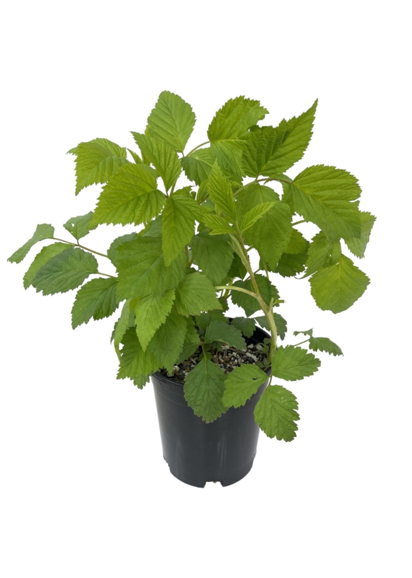 Expert Gardener 2.5QT Raspberry Meeker Edible Fruit Live Plants Full ...