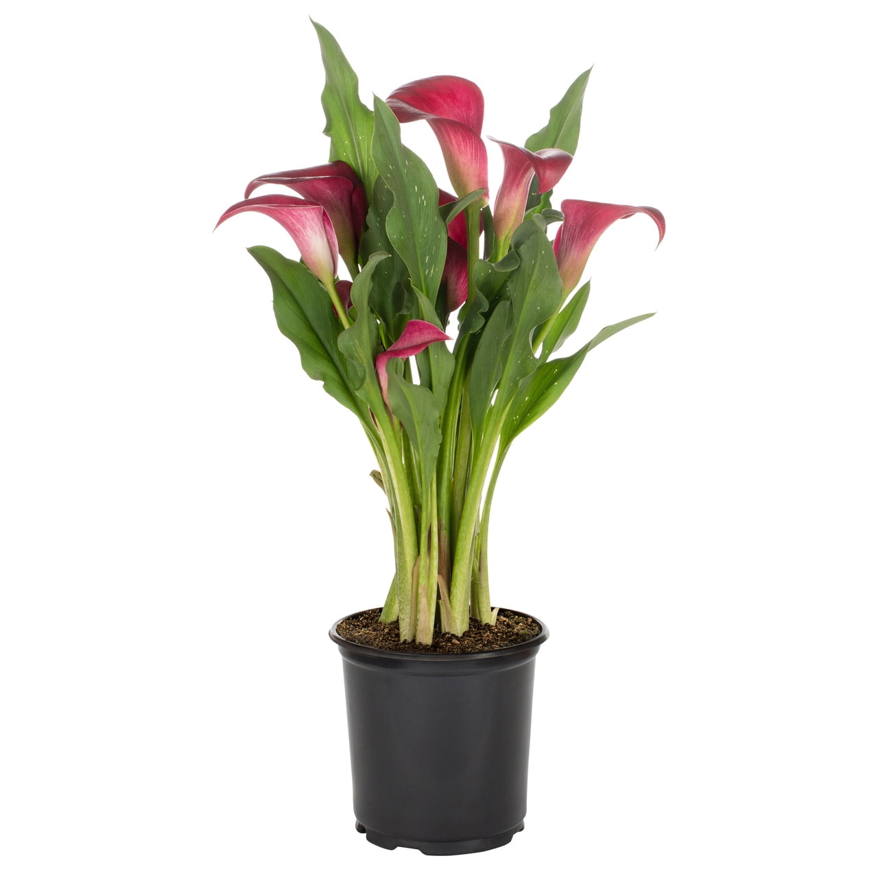Expert Gardener 2.5QT Red Calla Lily Live Perennial Plant Sun - Walmart.com