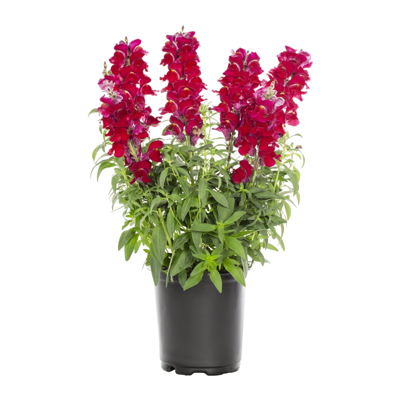 Expert Gardener 2.5QT Red Snapdragon Annual Plant Sun - Walmart.com