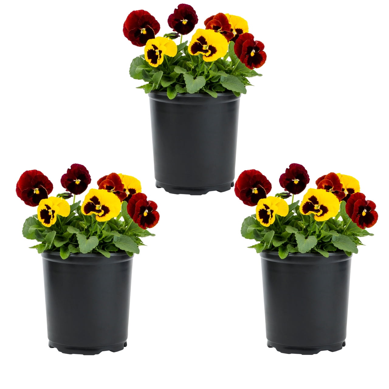 Expert Gardener 2.5QT Red Yellow Pansy Live Annual Plant Sun 3-Pack ...