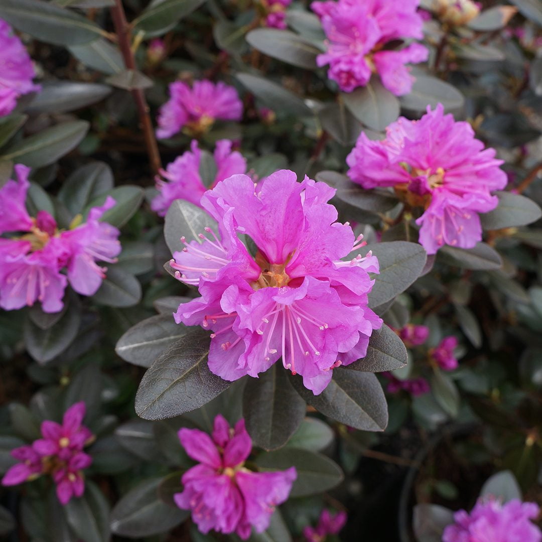 Expert Gardener 2.5QT Rhodo Pjm Elite Flowering Live Shrubs Partial Sun ...