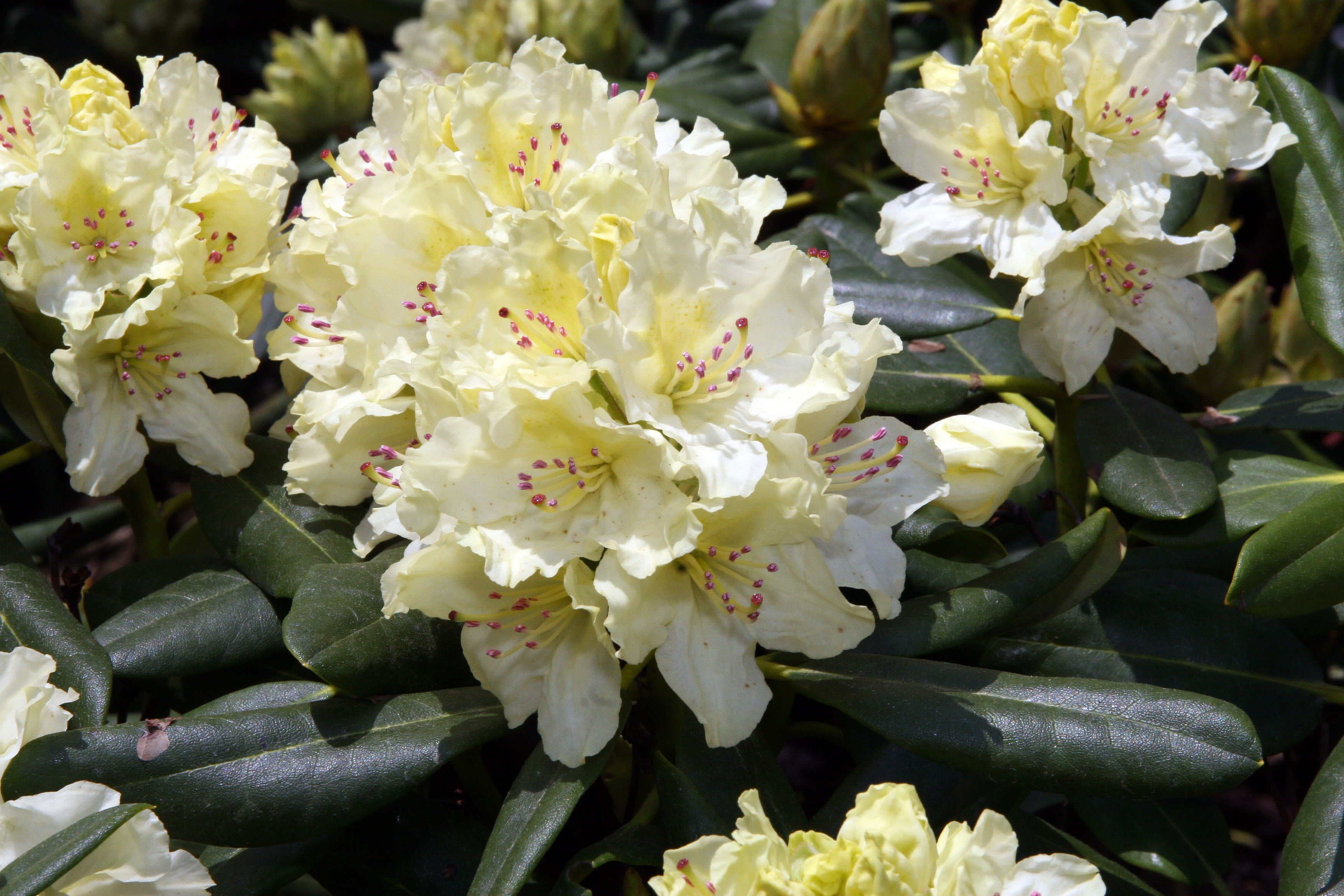 Expert Gardener 2.5QT Rhododendron Capistrano Evergreen Live Shrubs Partial Sun Yellow - Walmart.com
