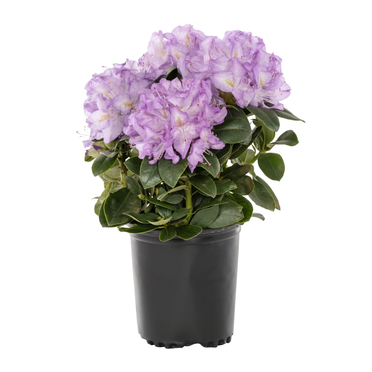 Expert Gardener 2.5QT Rhododendron Live Shrub Plant Partial Shade ...