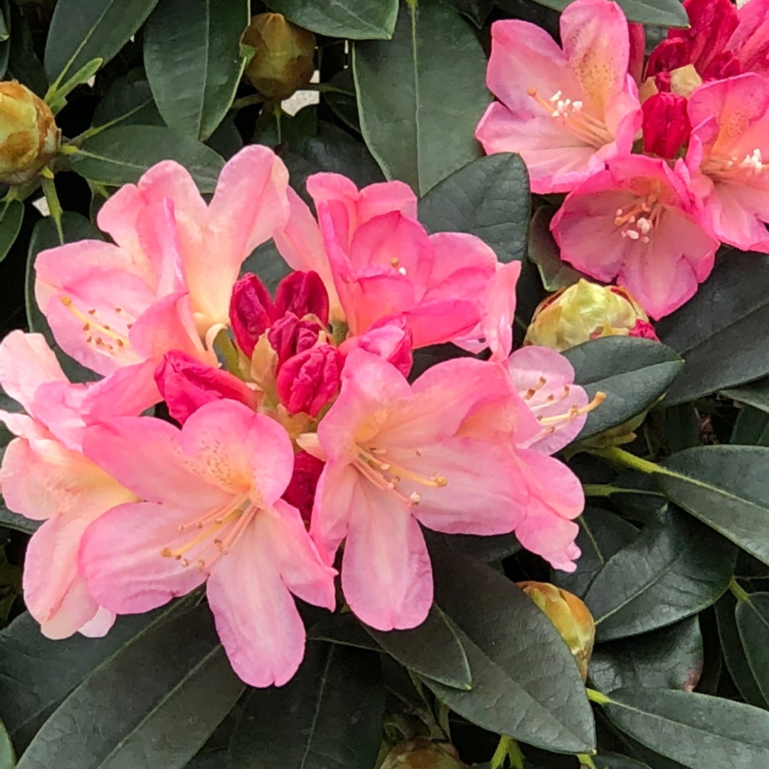 Expert Gardener 2.5QT Rhododendron Percy Wiseman Evergreen Live Plants ...