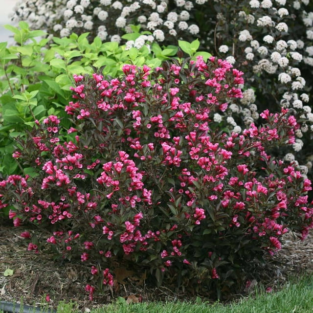 Expert Gardener 2.5QT Weigela Java Red Flowering Live Shrubs Full Sun ...