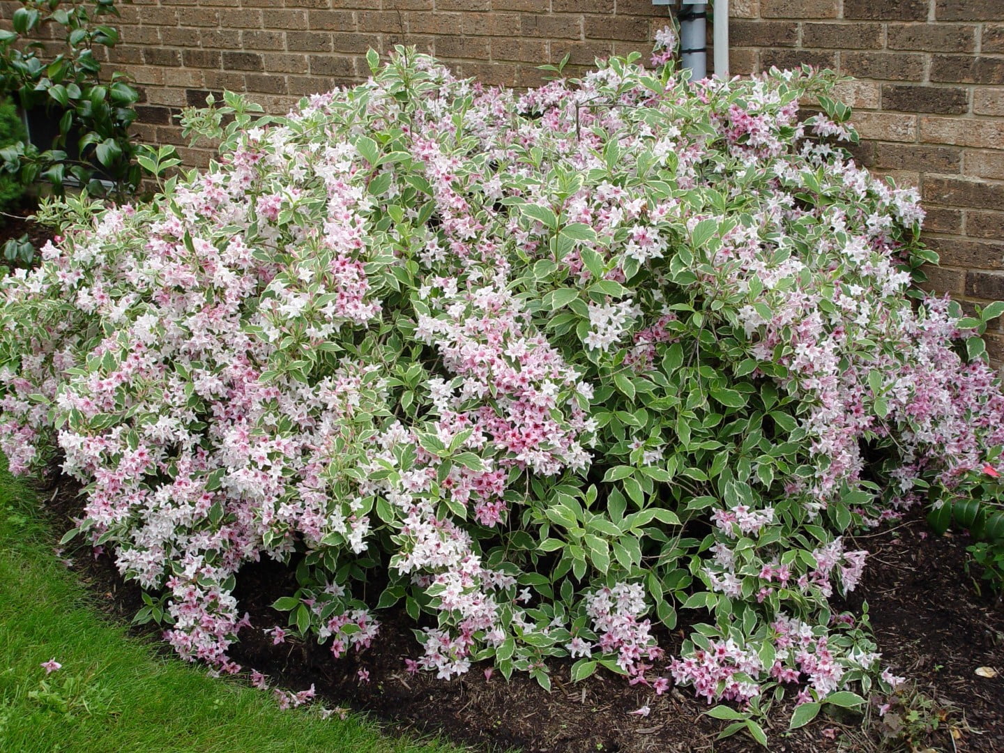 Expert Gardener 2.5QT Weigela Variegata Deciduous Live Plants Full Sun ...