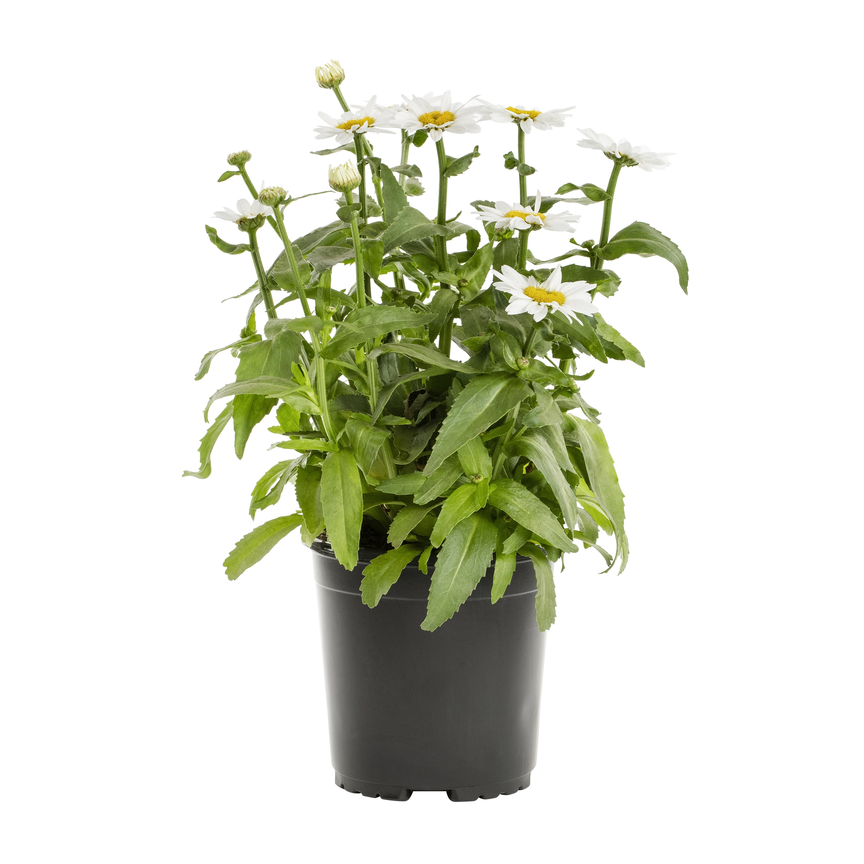 Expert Gardener 2.5QT White Leucanthemum Live Perennial Plant Sun ...