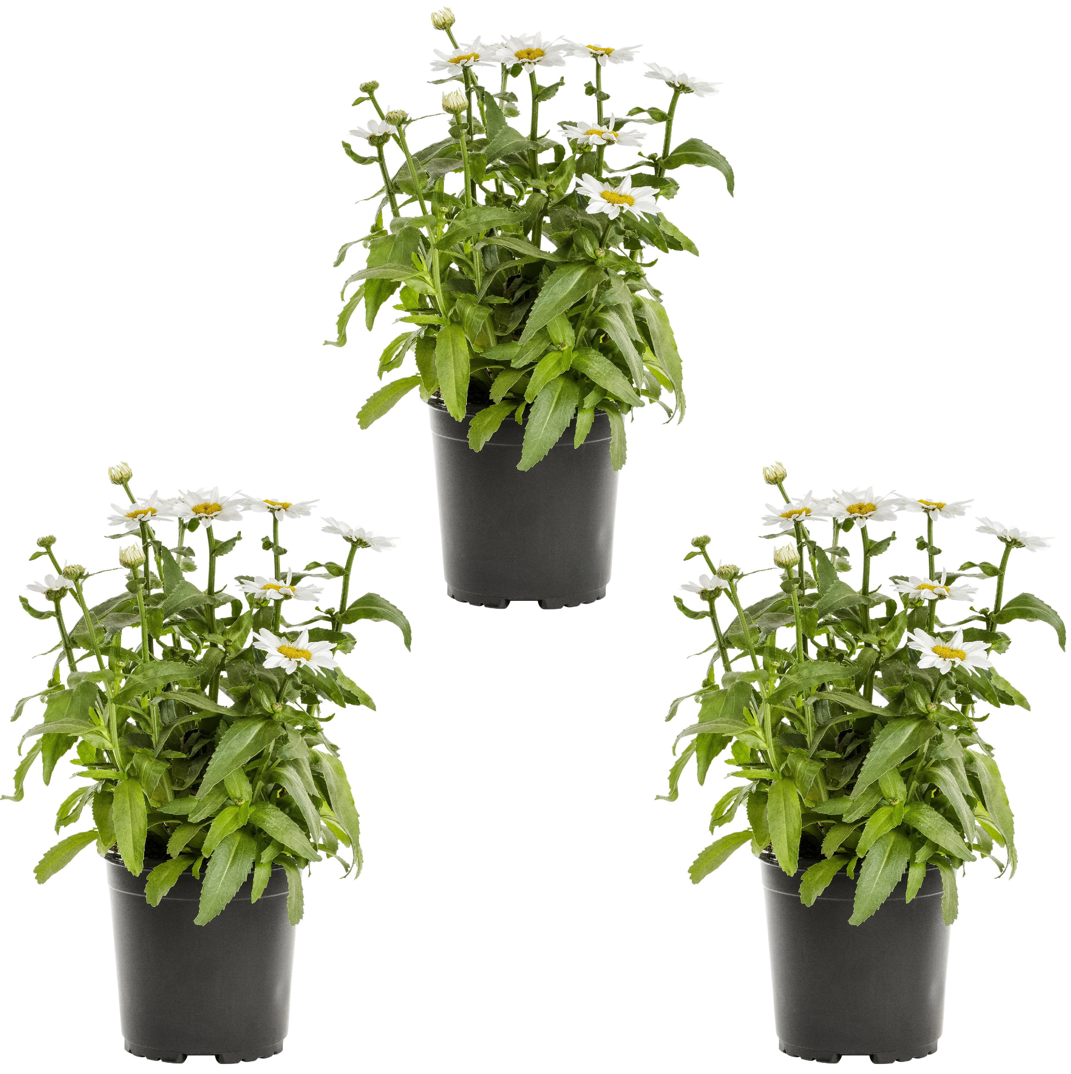 Expert Gardener 2QT White Leucanthemum Shasta Daisy Live Perennial ...