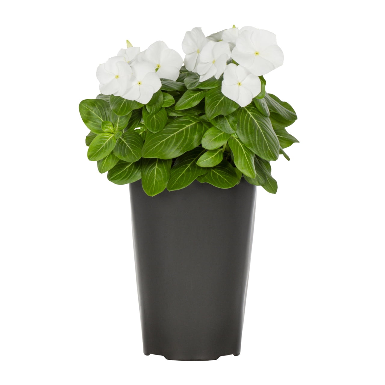 Expert Gardener 2QT White Vinca Live Annual Plant Sun - Walmart.com