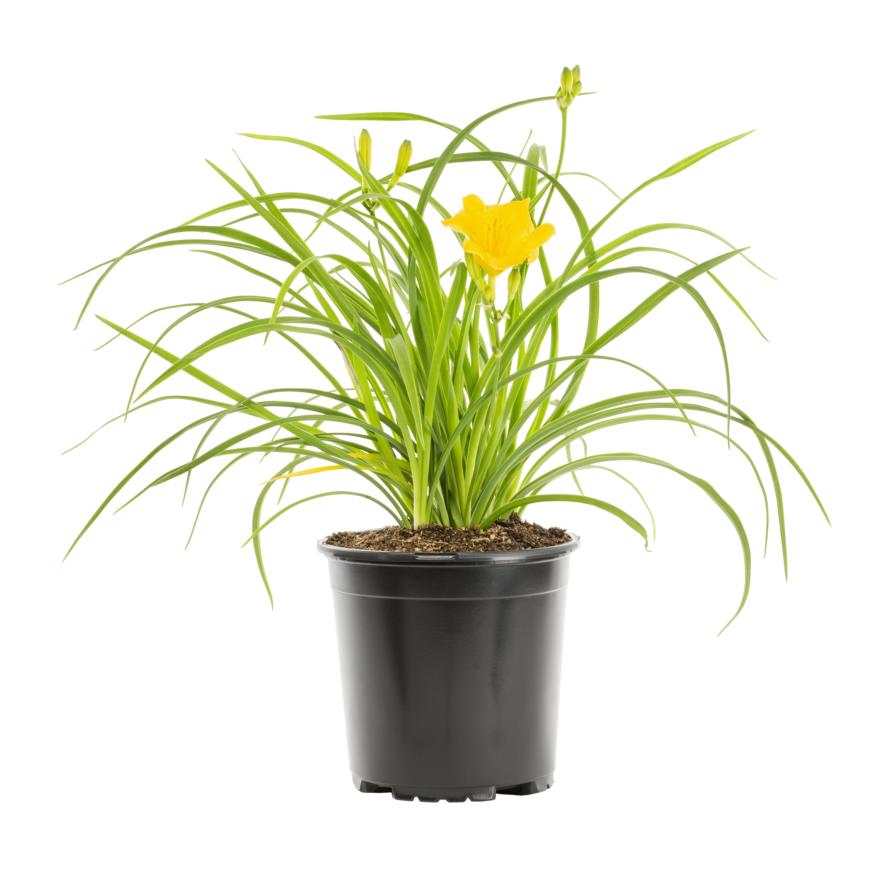 Expert Gardener 2.5QT Yellow Daylily Live Plant Grower Pot Sun ...