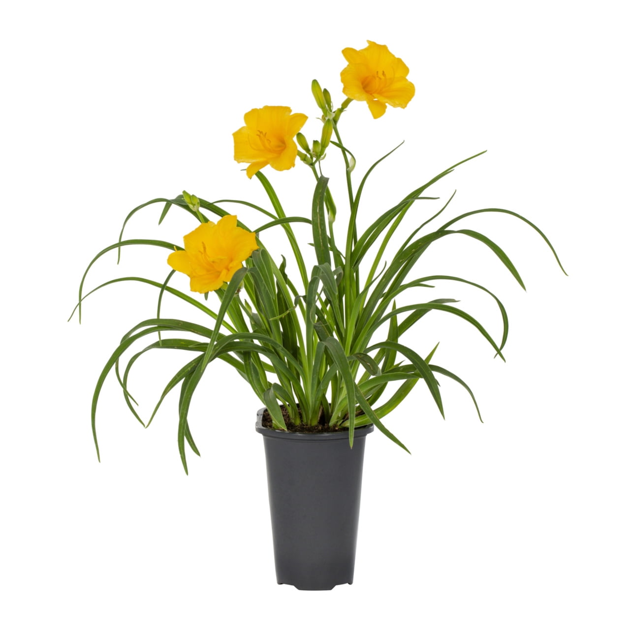 Expert Gardener 2QT Yellow Daylily Stella D'Oro Live Perennial Plant ...