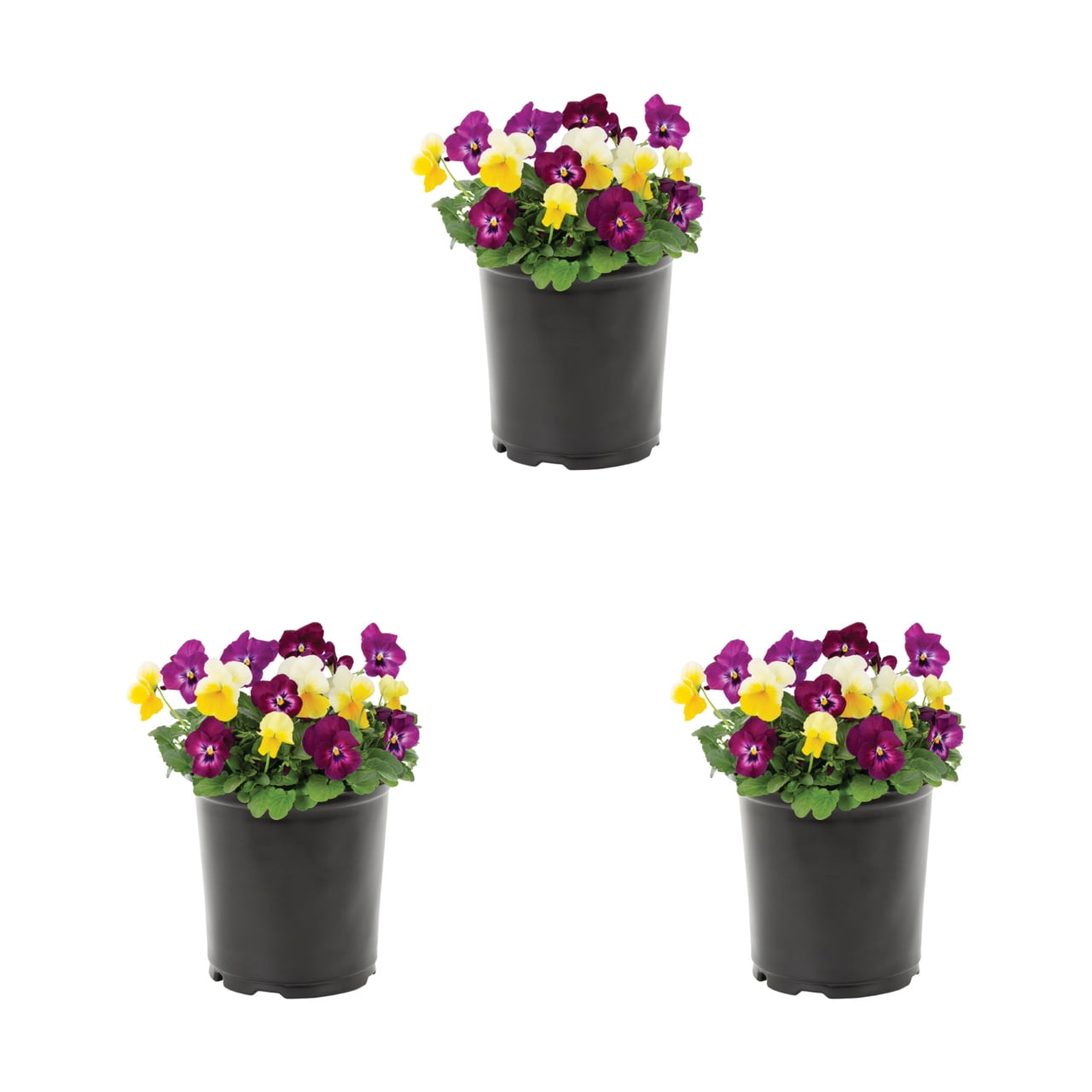 Expert Gardener 2QT Yellow Purple Viola Live Annual Plant Sun 3-Pack ...