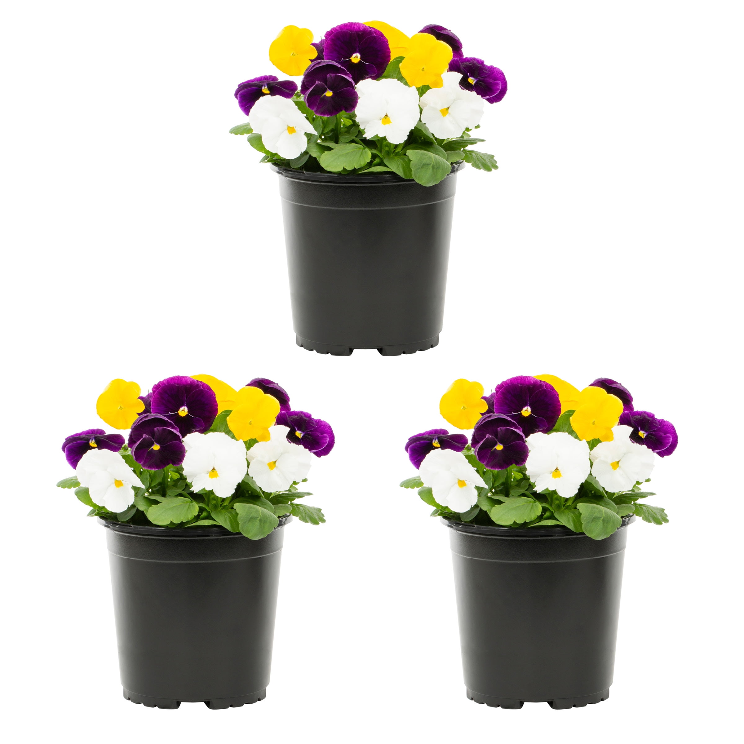 Expert Gardener 2.5QT Yellow Purple and White Clear Mix Pansy Live ...