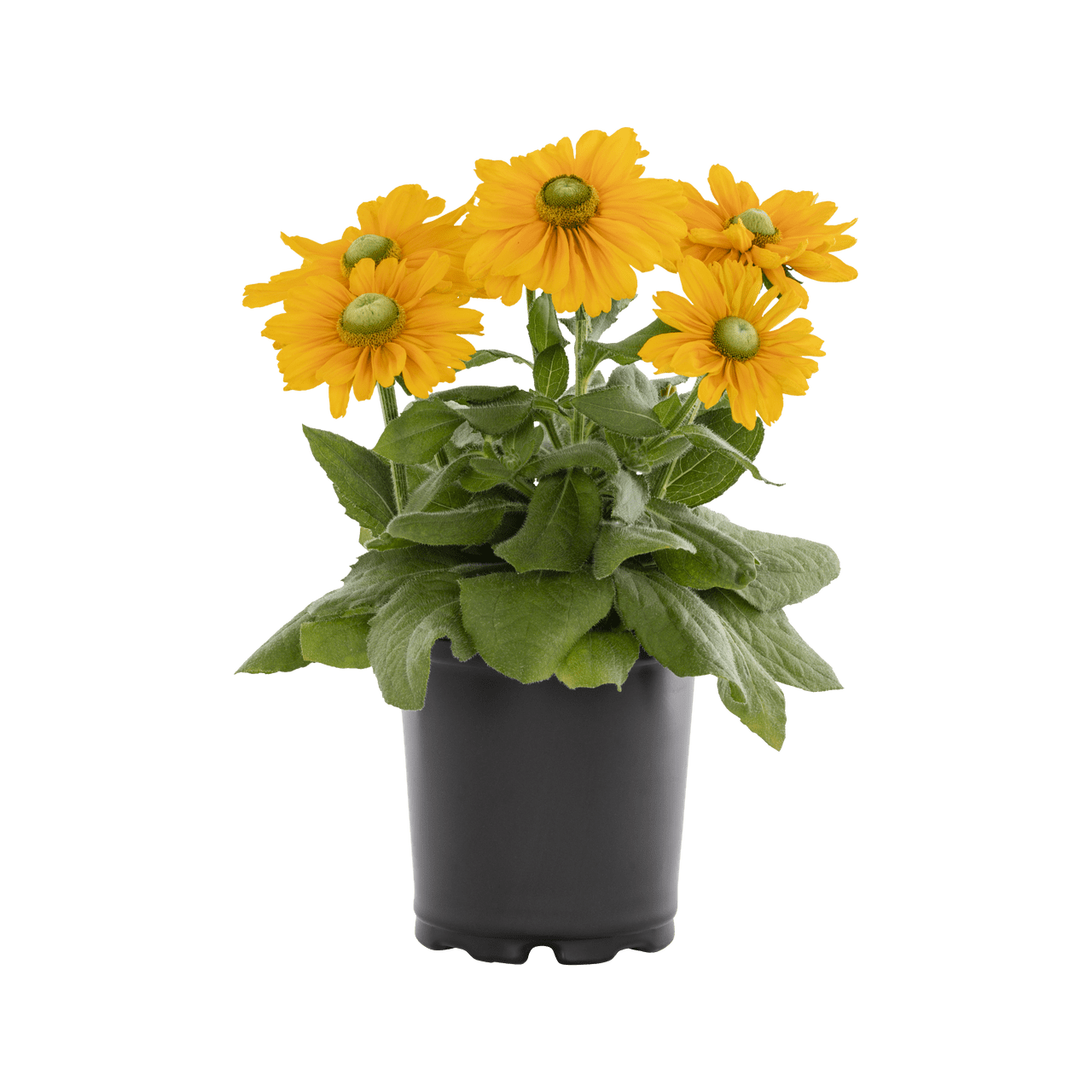 Expert Gardener 2.5QT Yellow Rudbeckia Live Perennial Plant Sun ...