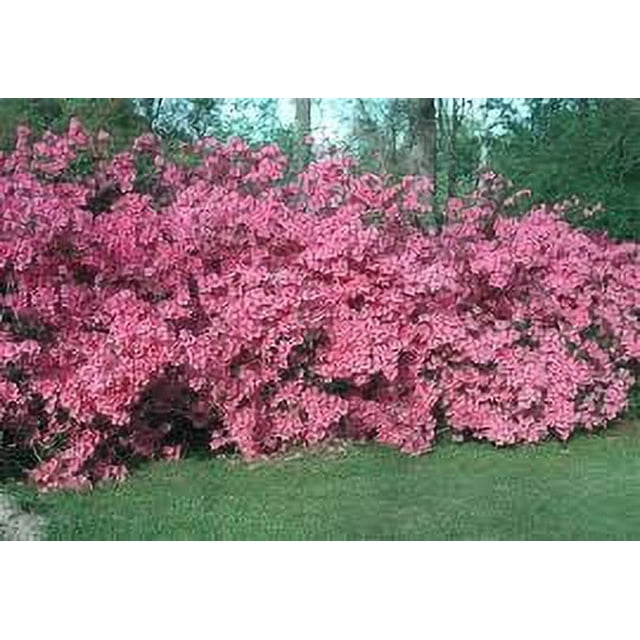 Expert Gardener 2 gal Azaleas Live Shrub - Walmart.com