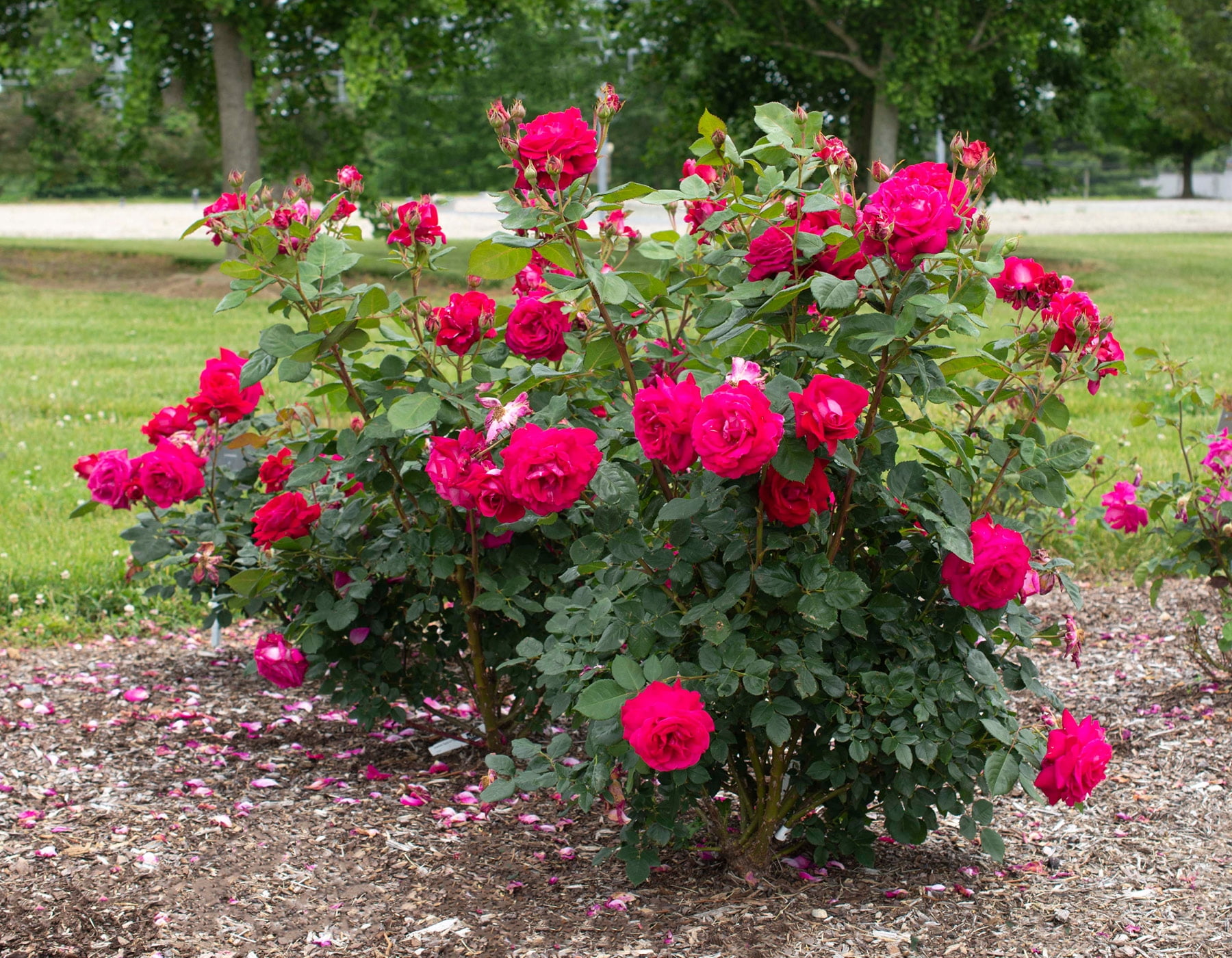 Expert Gardener 2G Rose Sweet Spirit Deciduous Flower Live Plants Full ...