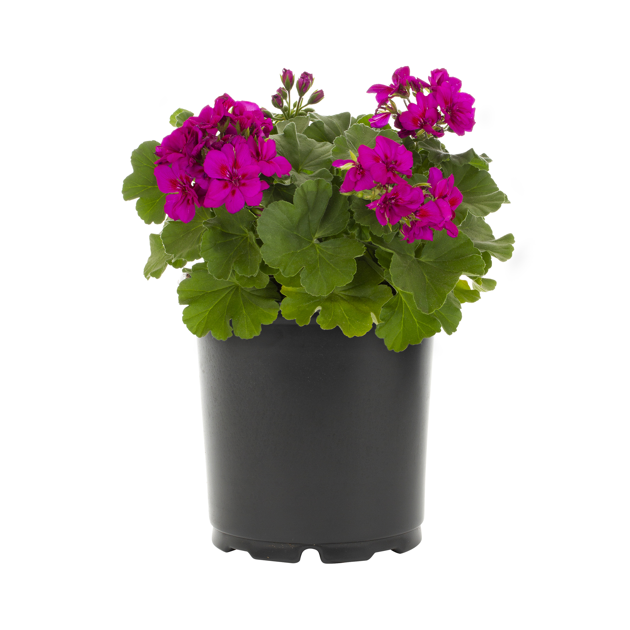 Expert Gardener 2QT Bicolor Purple Regal Geranium Live Plant Grower Pot ...