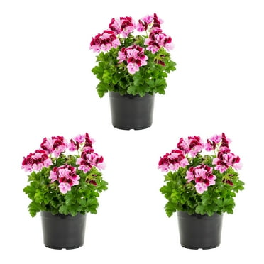 Birch's Double Flowering Geranium Dormant Bare Root Perennial Plants, 3 ...