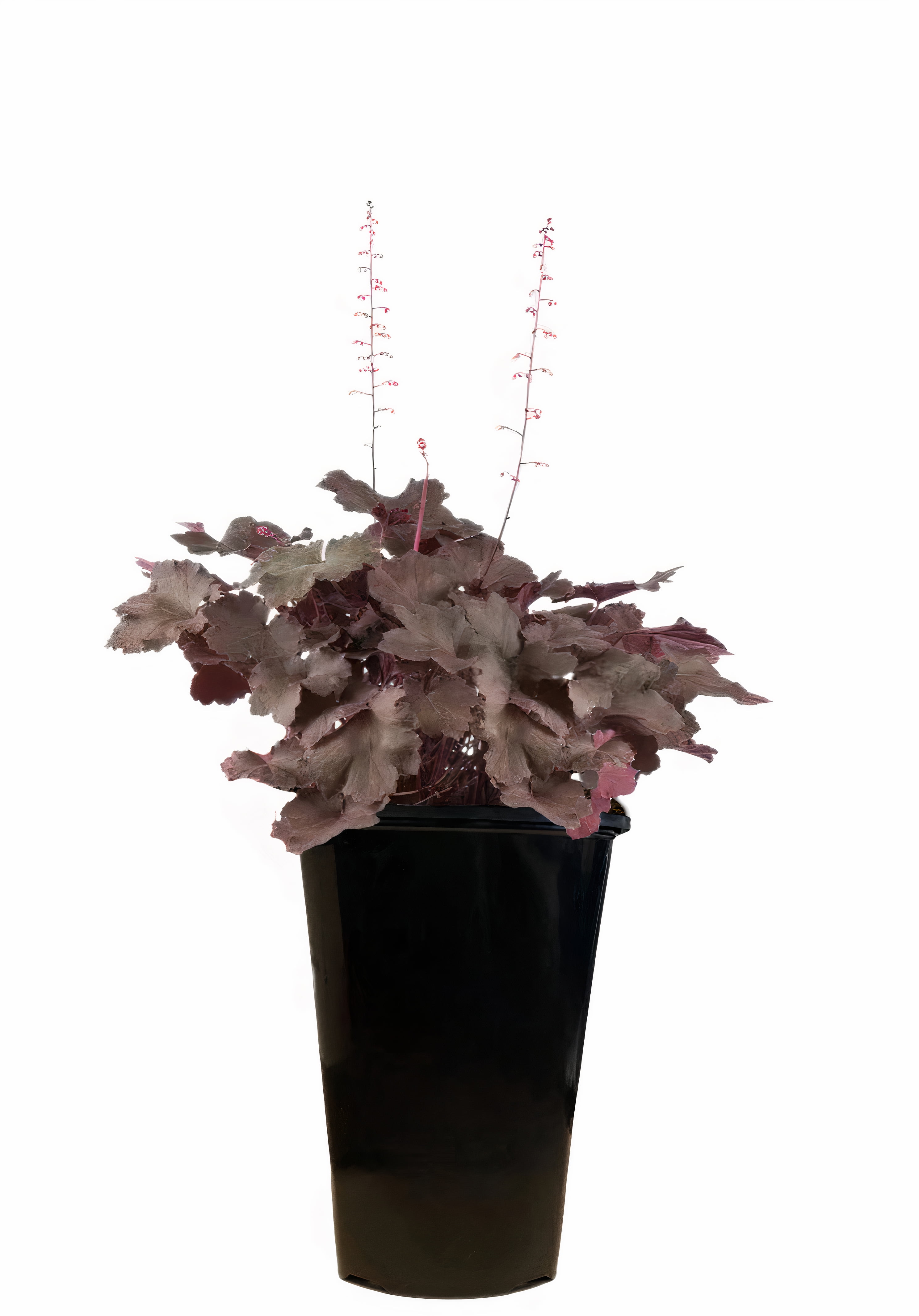 Expert Gardener 2QT Heuchera Purple Palace Live Plant Grower Pot Full ...