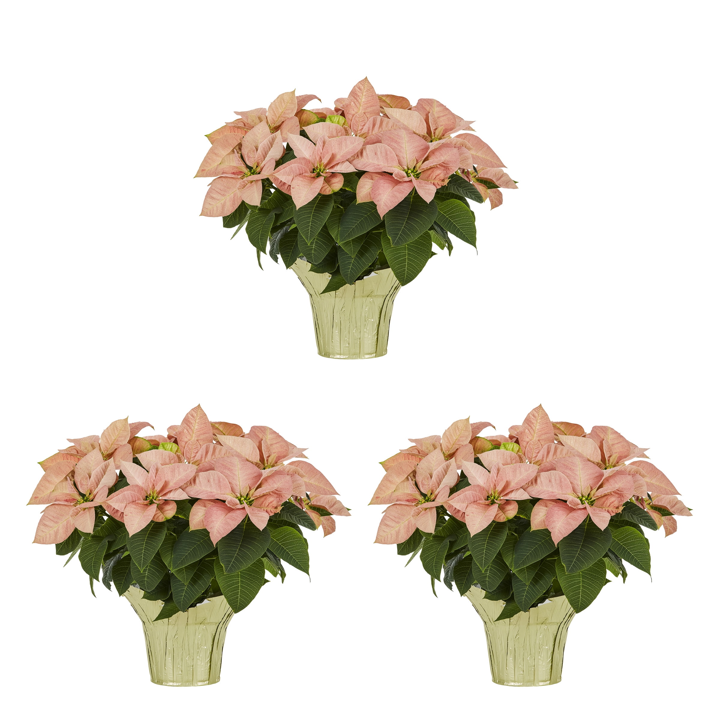 Expert Gardener 2QT Orange Poinsettia Live Houseplant Champagne Foil ...