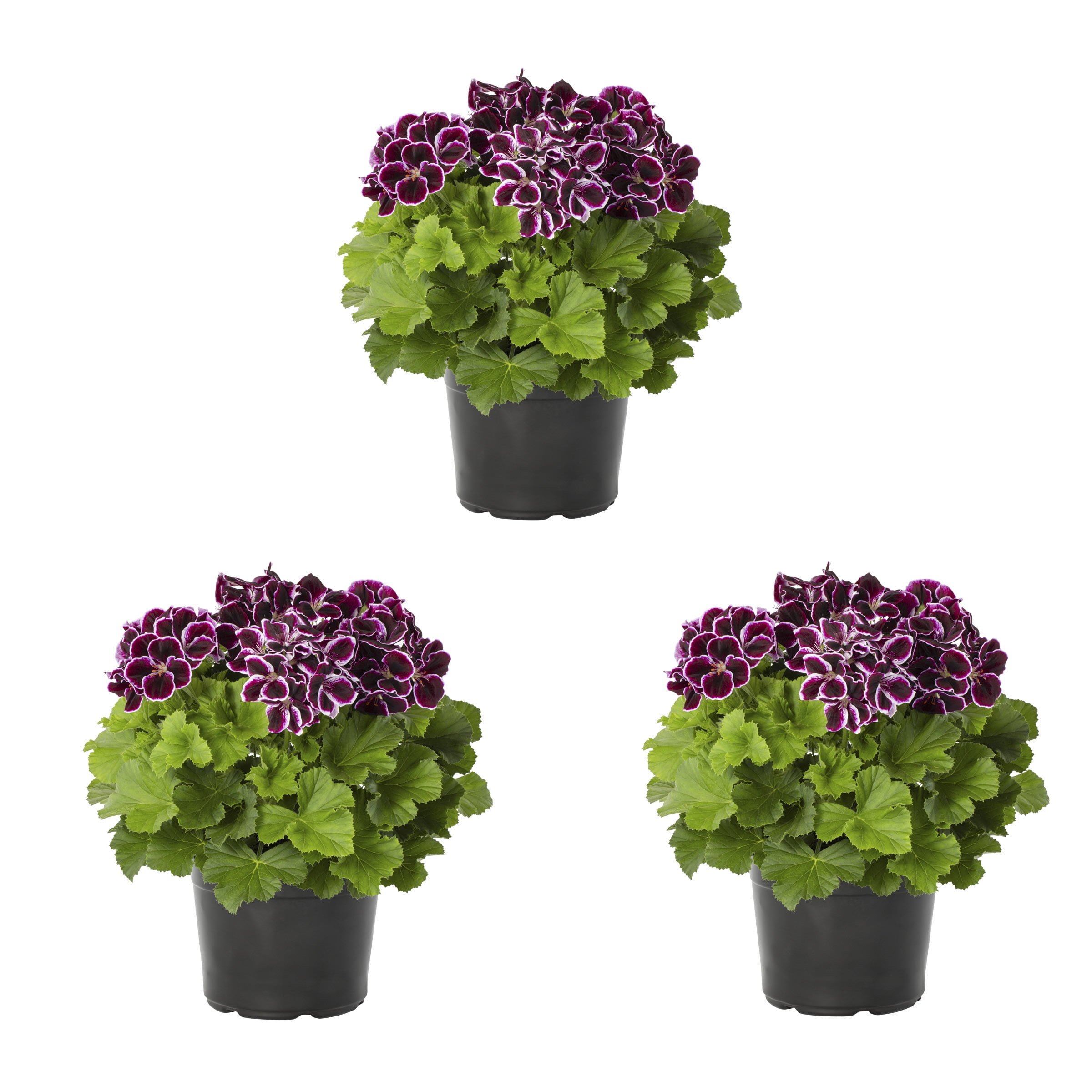 Expert Gardener 2QT Purple White Regal Geranium Live Annual Plant Full ...