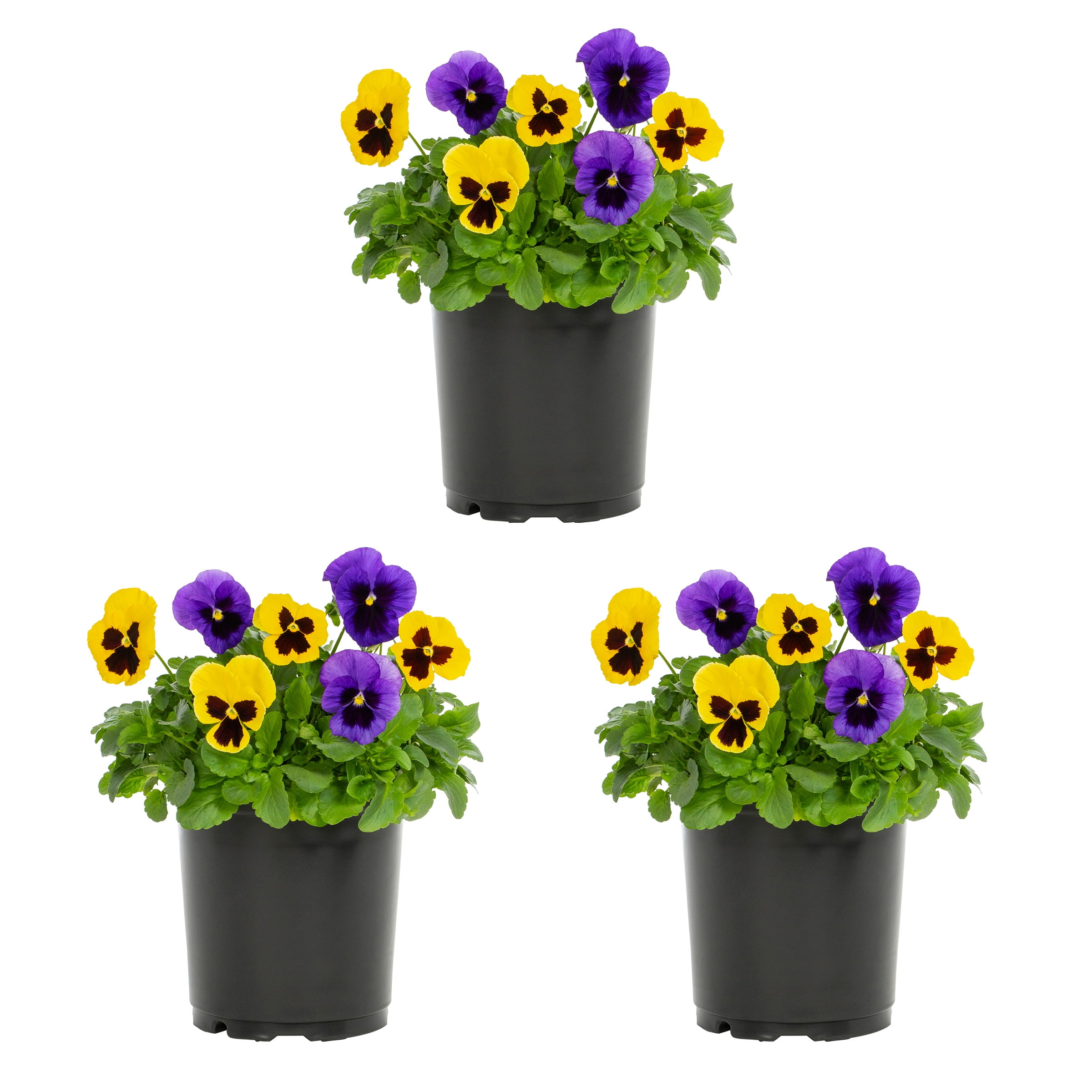 Expert Gardener 2Quart 3Pack Annual 6 in Purple Yellow Pansy Live ...