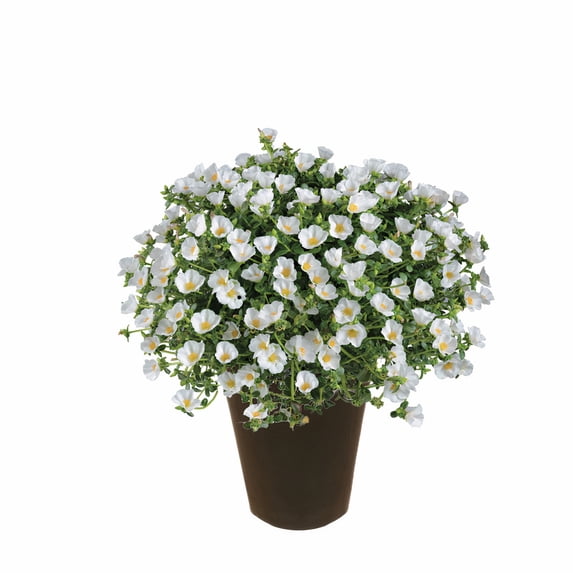 Expert Gardener 2QT Purslane Live Plant Grower Pot Full Sun - Walmart.com