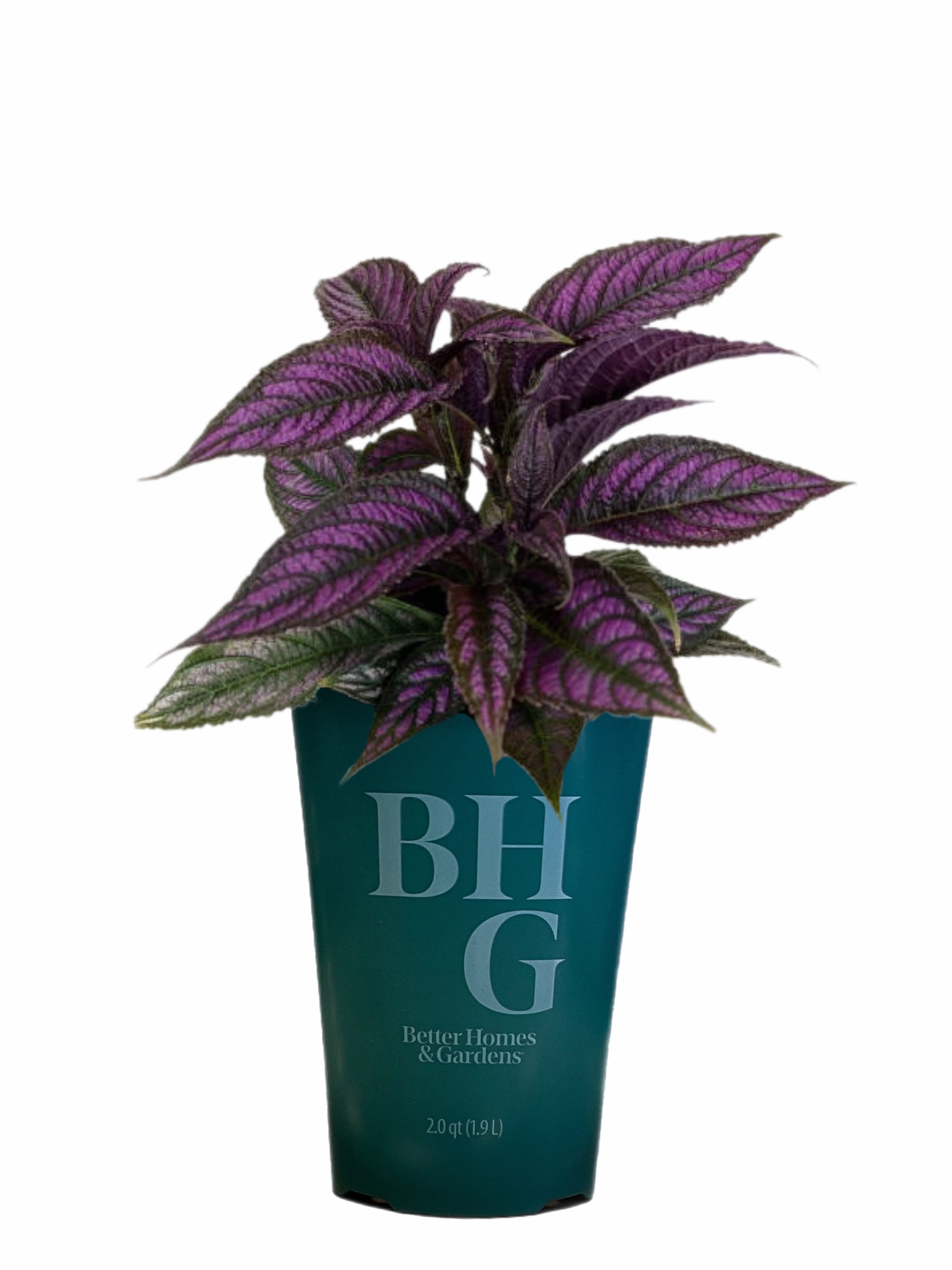 Expert Gardener 2Qt Strobilanthus Persian Shield Live Plant Grower Pot ...