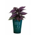 Expert Gardener 2Qt Strobilanthus Persian Shield Live Plant Grower Pot ...