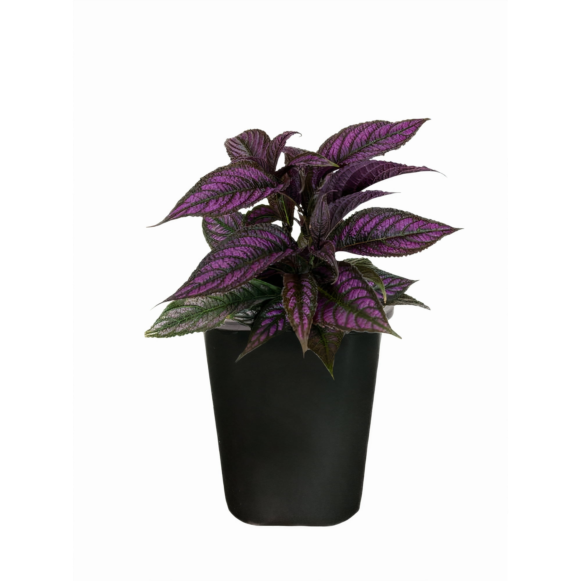 Better Homes & Gardens 2Qt Strobilanthus Persian Shield Live Plant ...