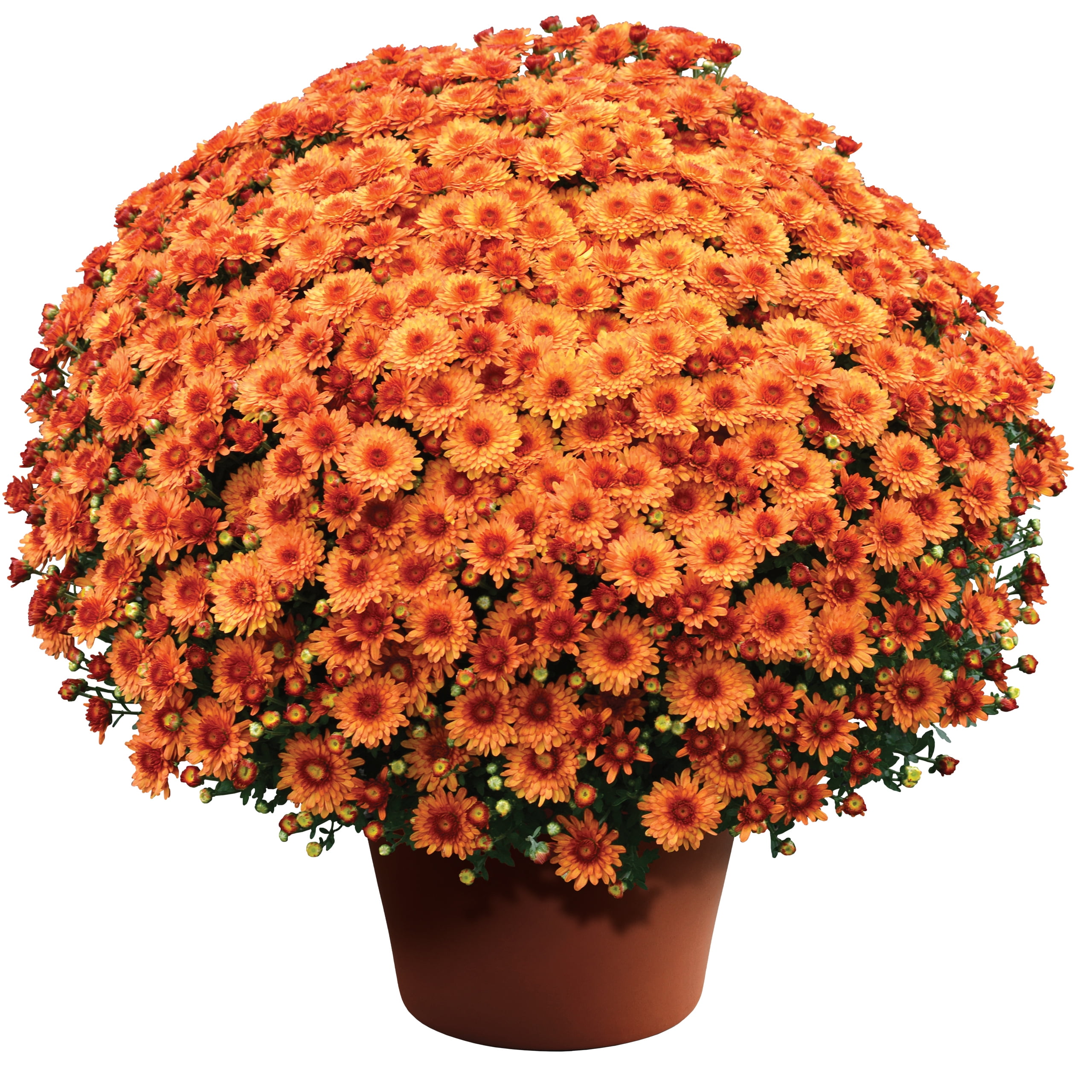 Expert Gardener 3.0QT Orange Bronze Mum Live Plant Grower Pot Full Sun ...