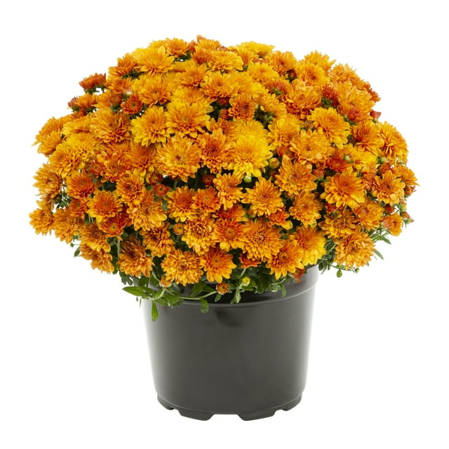 Expert Gardener 3.0QT Orange Mum Live Plant in Grower Pot, Full Sun ...