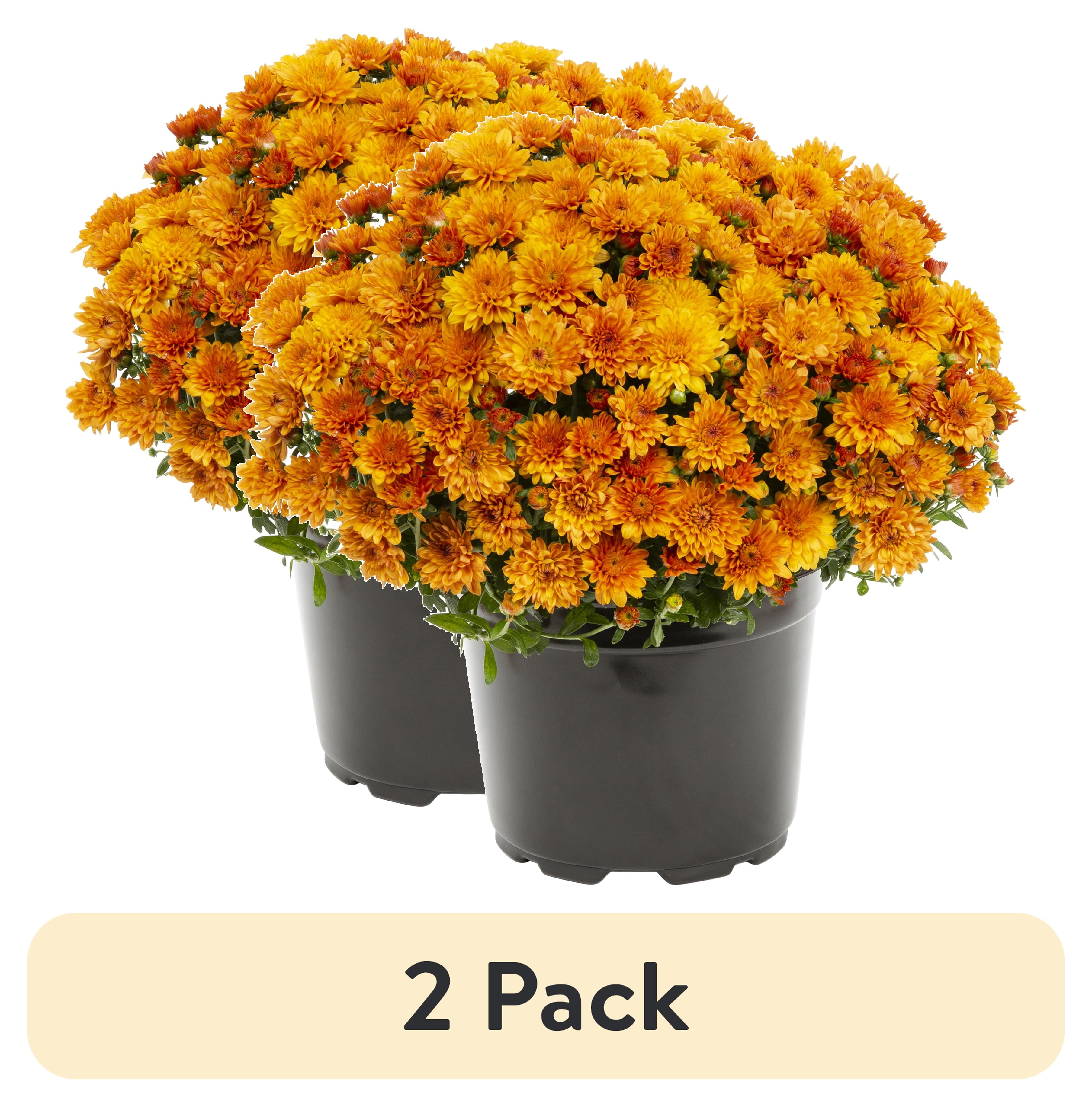 (2 pack) Expert Gardener 3.0QT Orange Mum Live Plant in Grower Pot ...