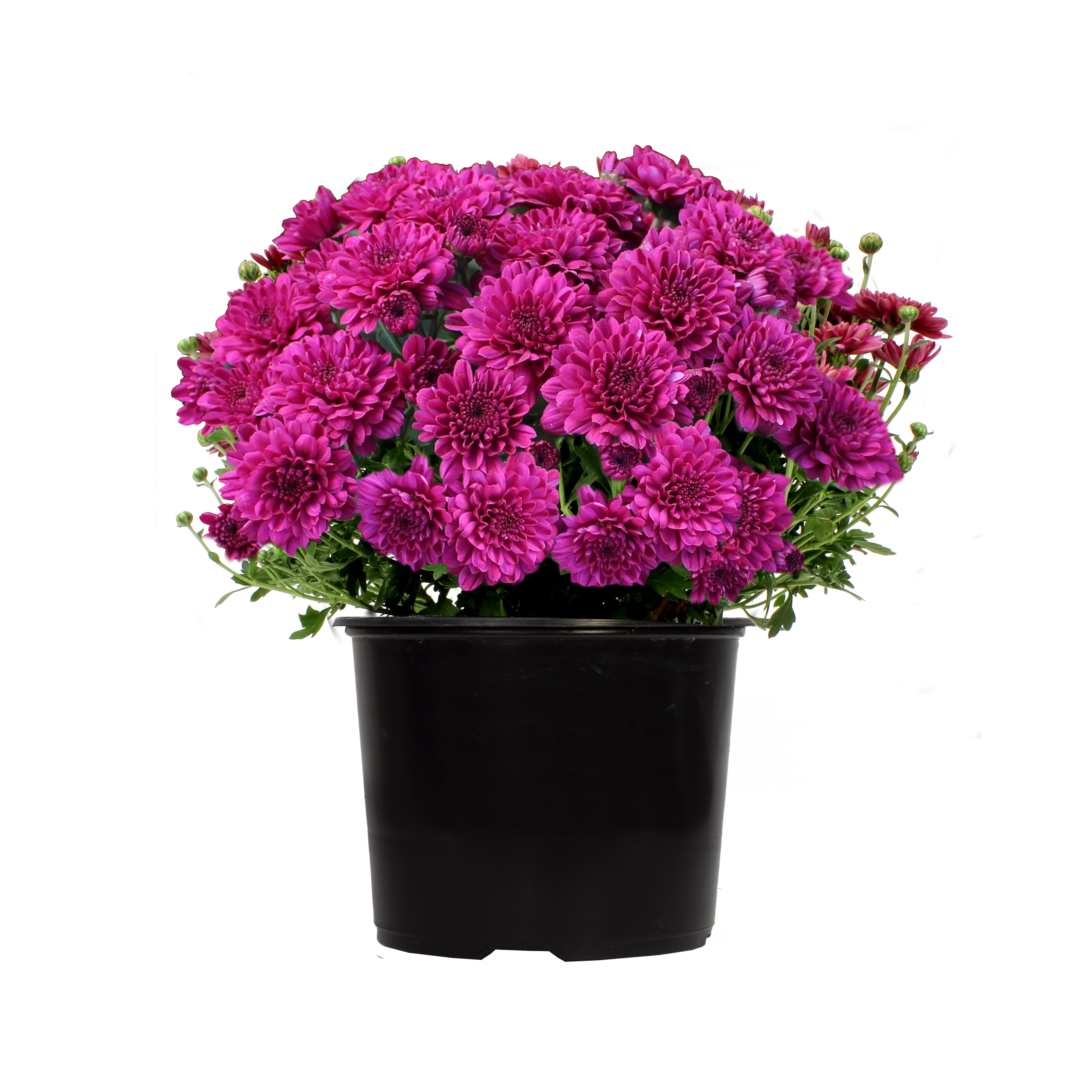 Expert Gardener 3.0QT Purple Mum Live Plant in Grower Pot, Full Sun ...