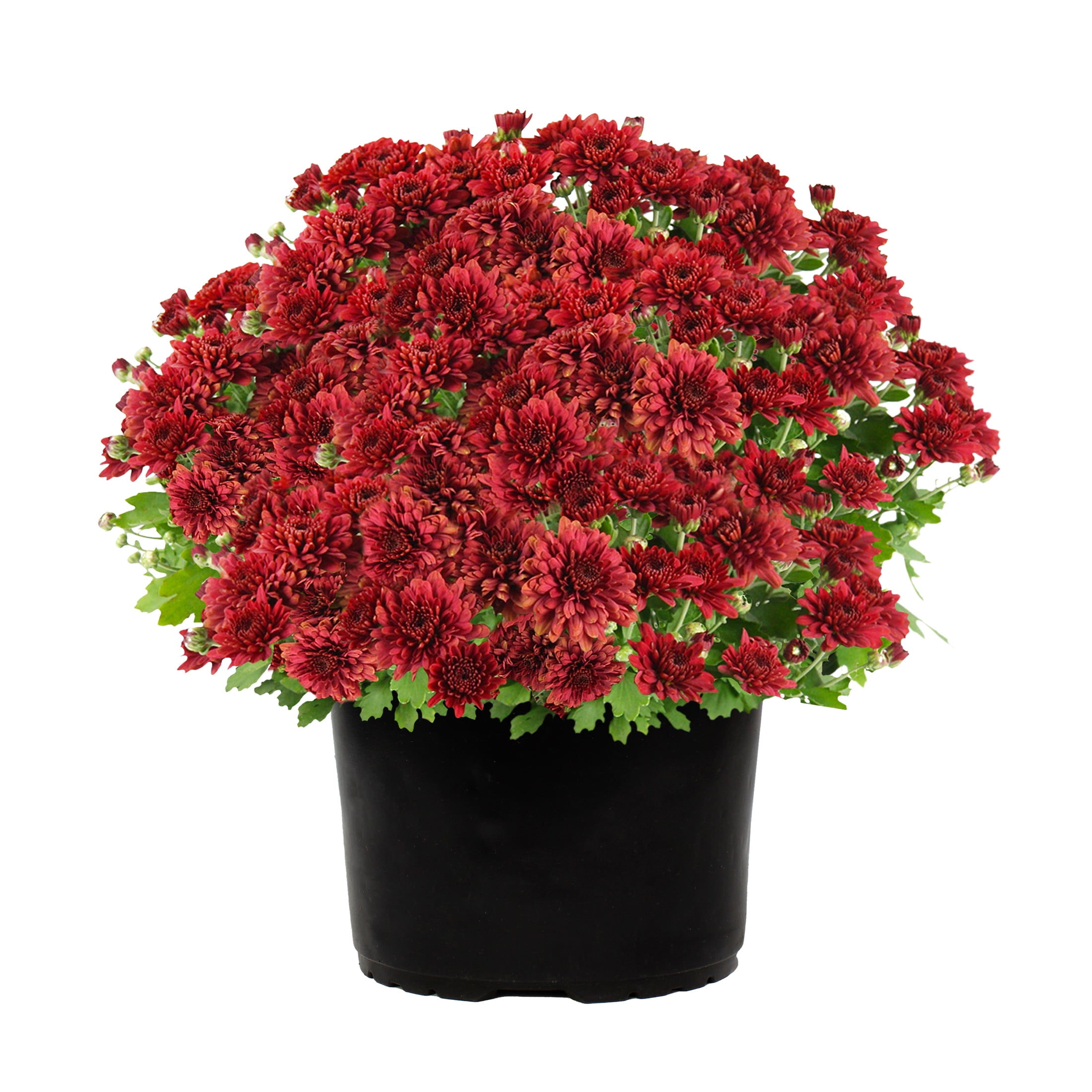 Expert Gardener 3.0QT Red Mum Live Plant in Grower Pot - Walmart.com