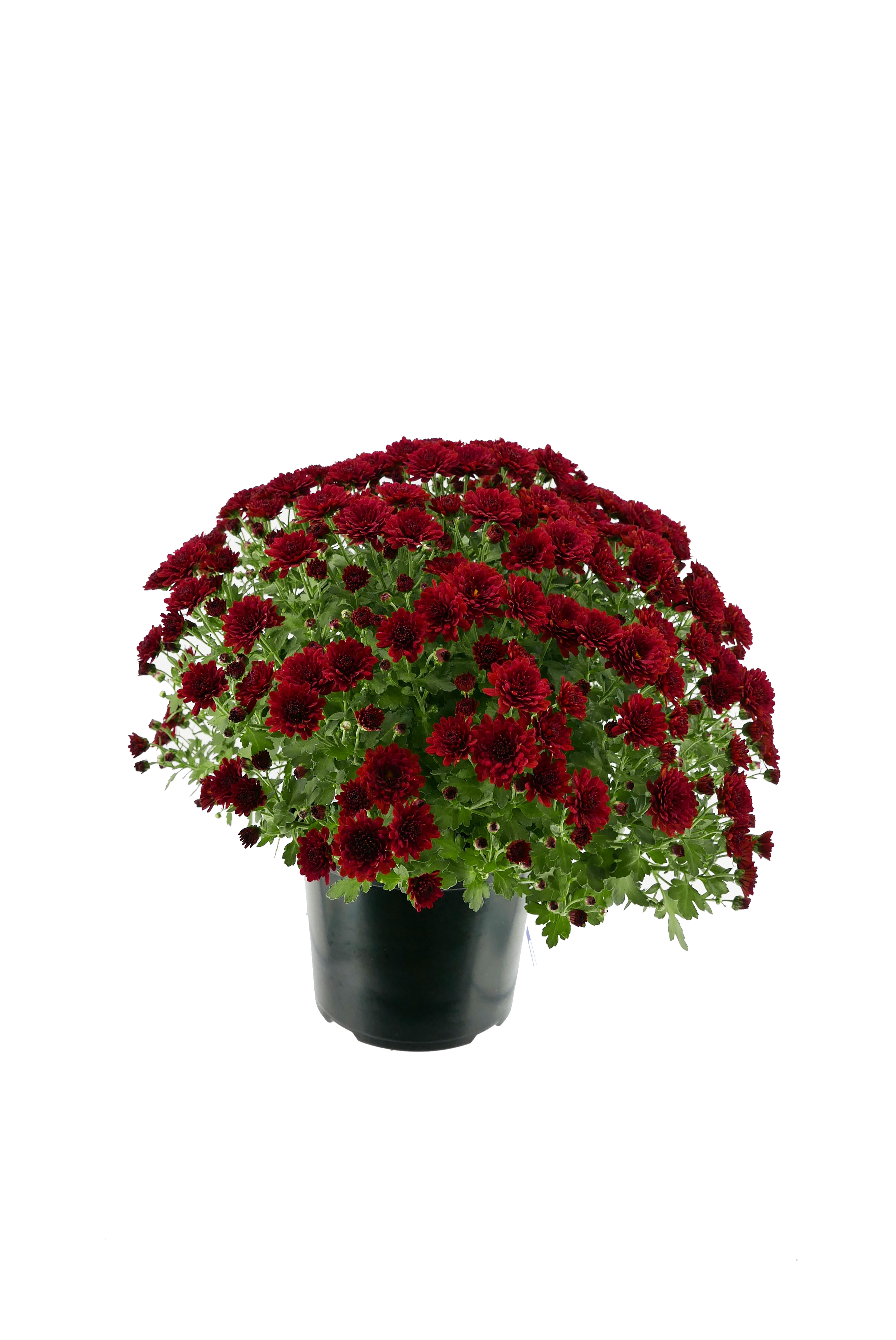 Expert Gardener 3.0QT Red Mum Live Plant in Grower Pot - Walmart.com